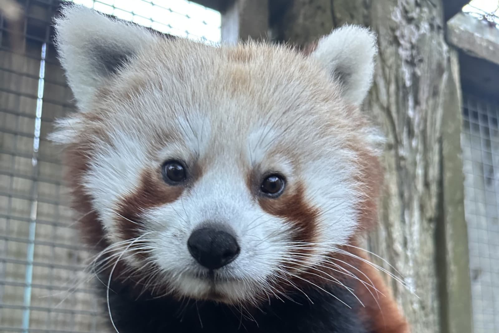 Hand-reared red panda cub Asha makes her public debut! - Bristol Zoo ...