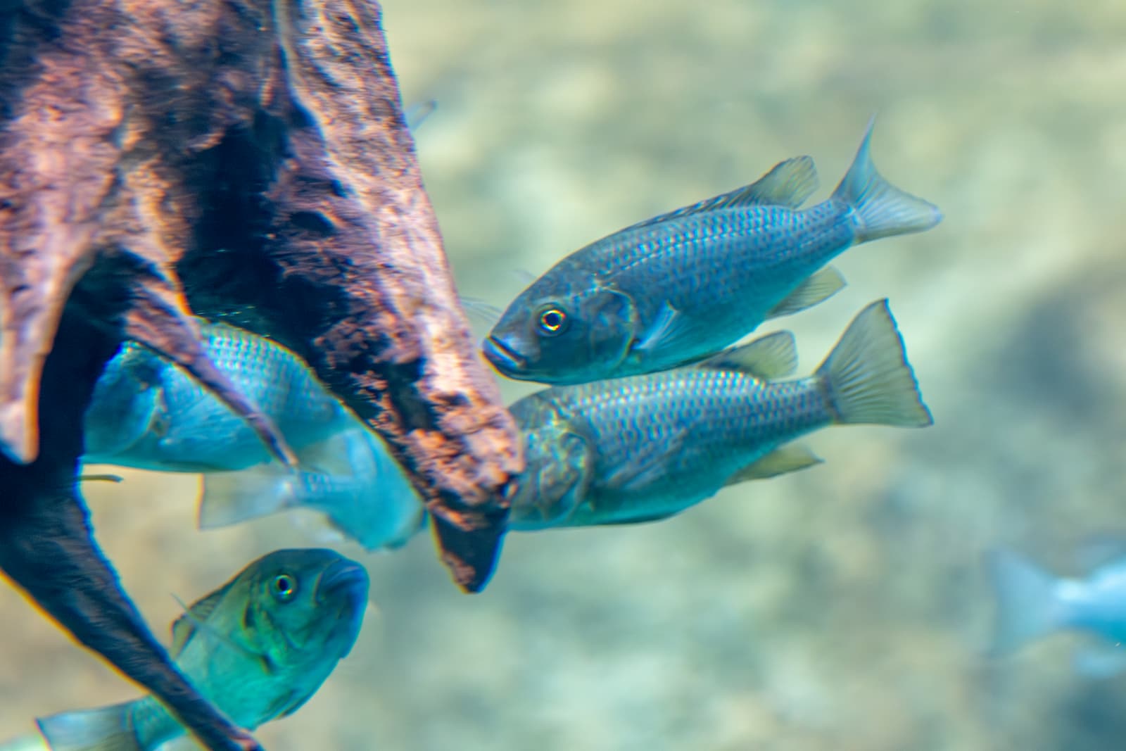 Lake Barombi Mbo cichlids: African Forest species spotlight - Bristol ...