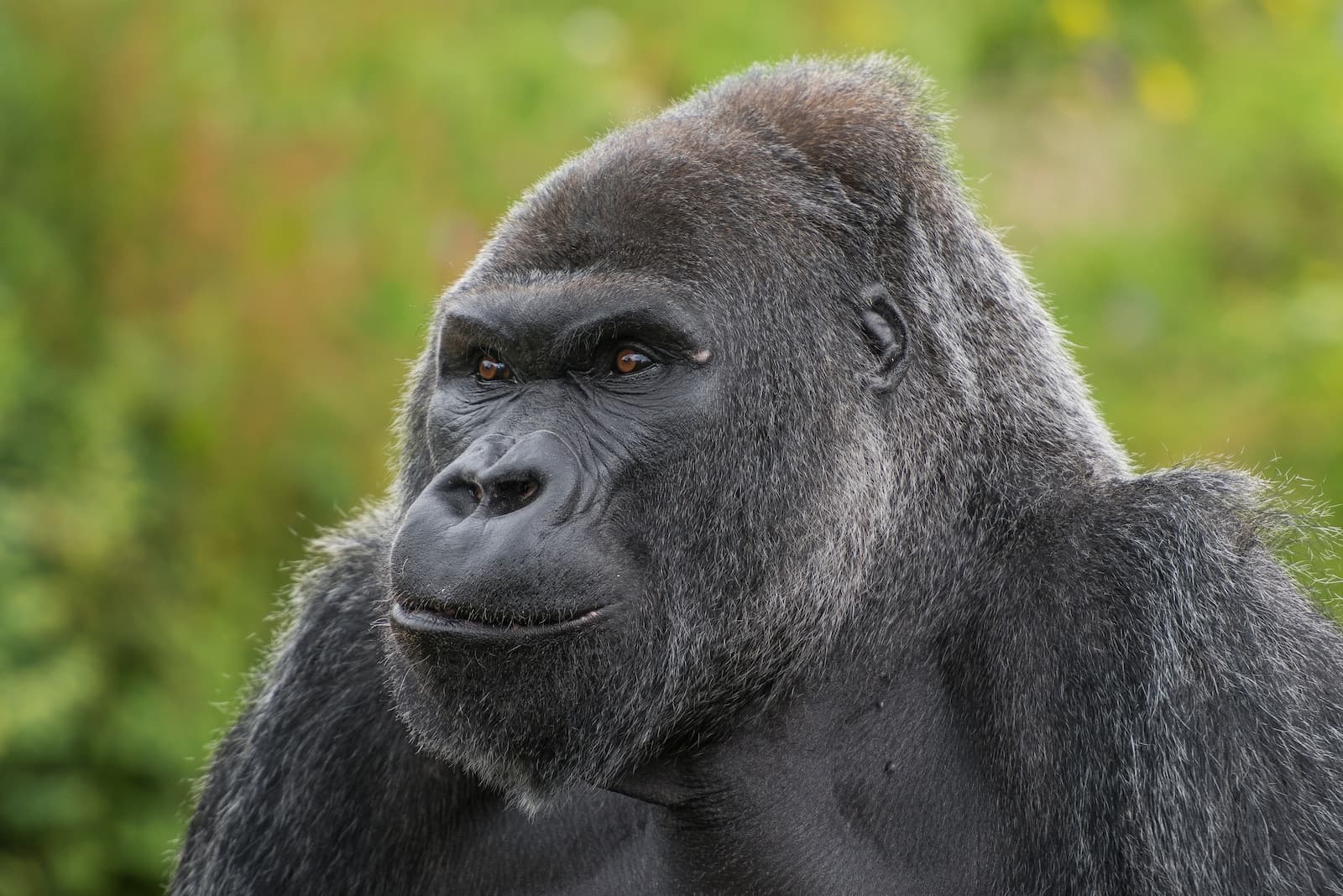 Remembering Jock: A celebrated silverback and gentle giant - Bristol ...
