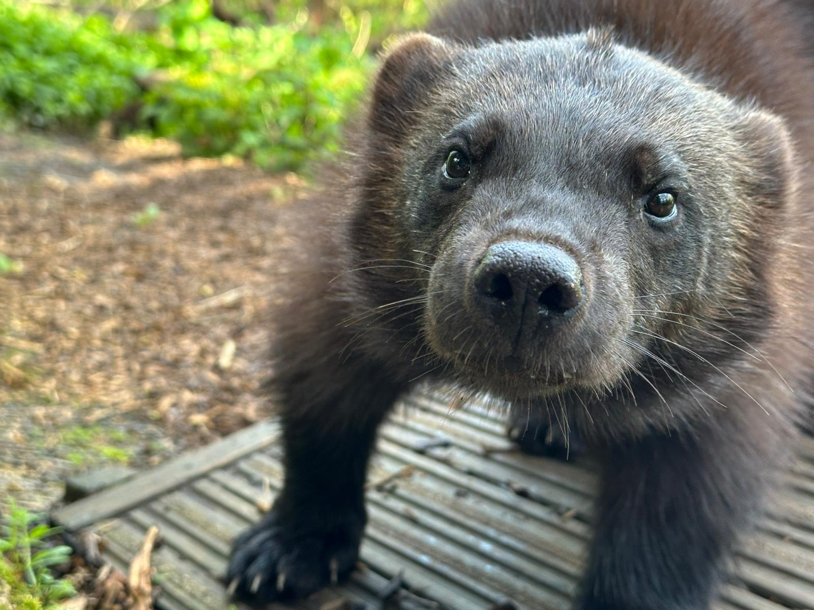 7 surprising facts about wolverines - Bristol Zoo Project