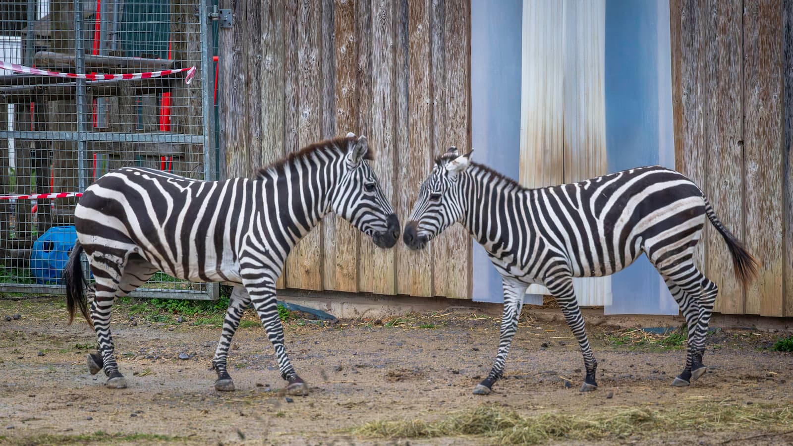 7 interesting facts about zebras - Bristol Zoo Project