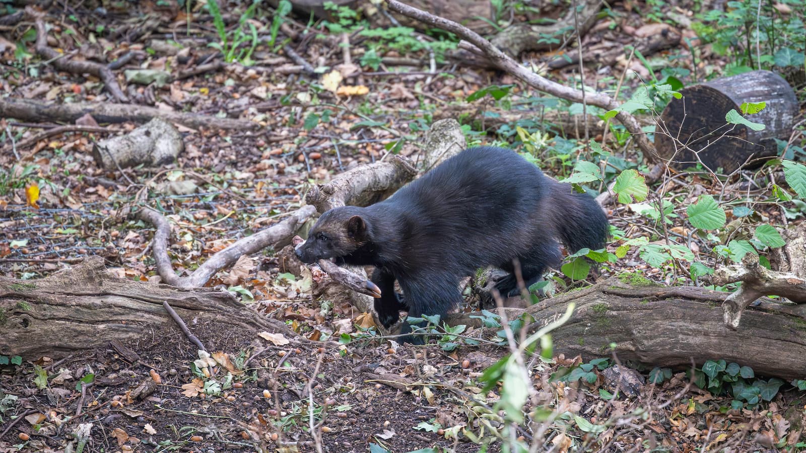 7 surprising facts about wolverines - Bristol Zoo Project
