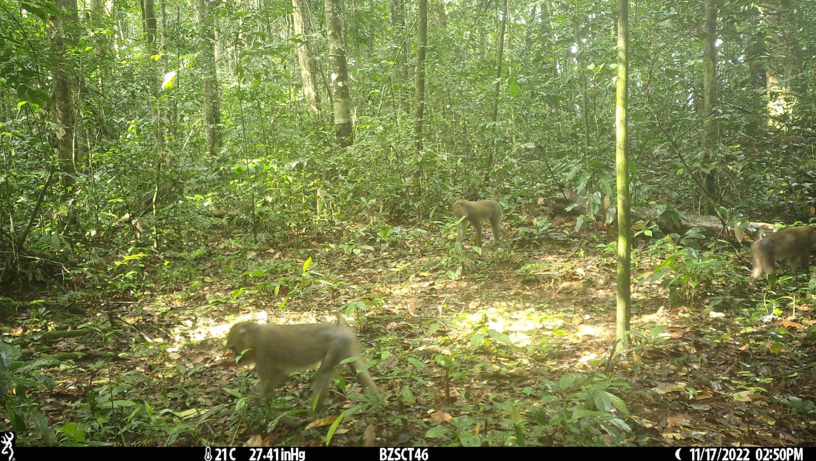 Hunting pressure is shrinking safe space for mandrills in Equatorial ...
