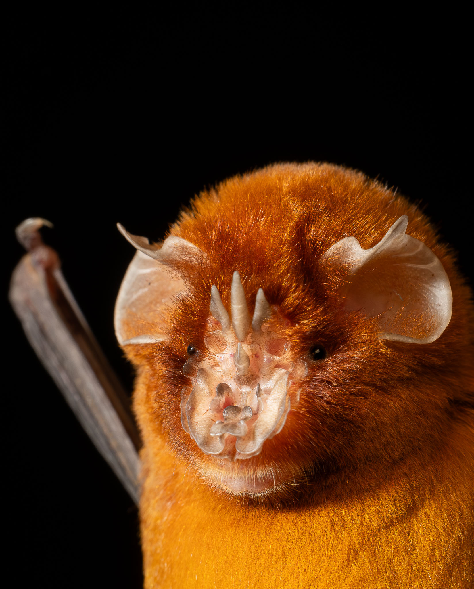 Bat surveys in Madagascar - Bristol Zoo Project
