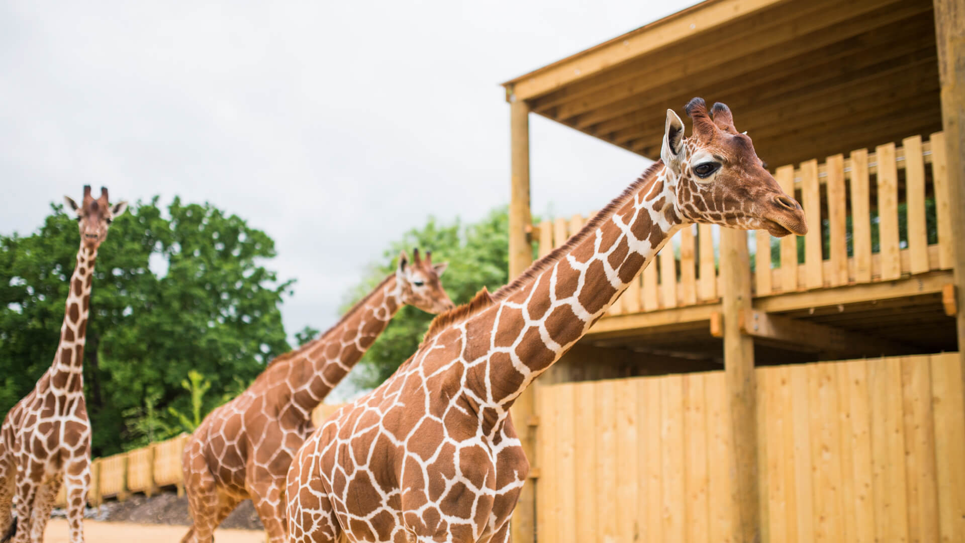 Giraffe Experience - Bristol Zoo Project