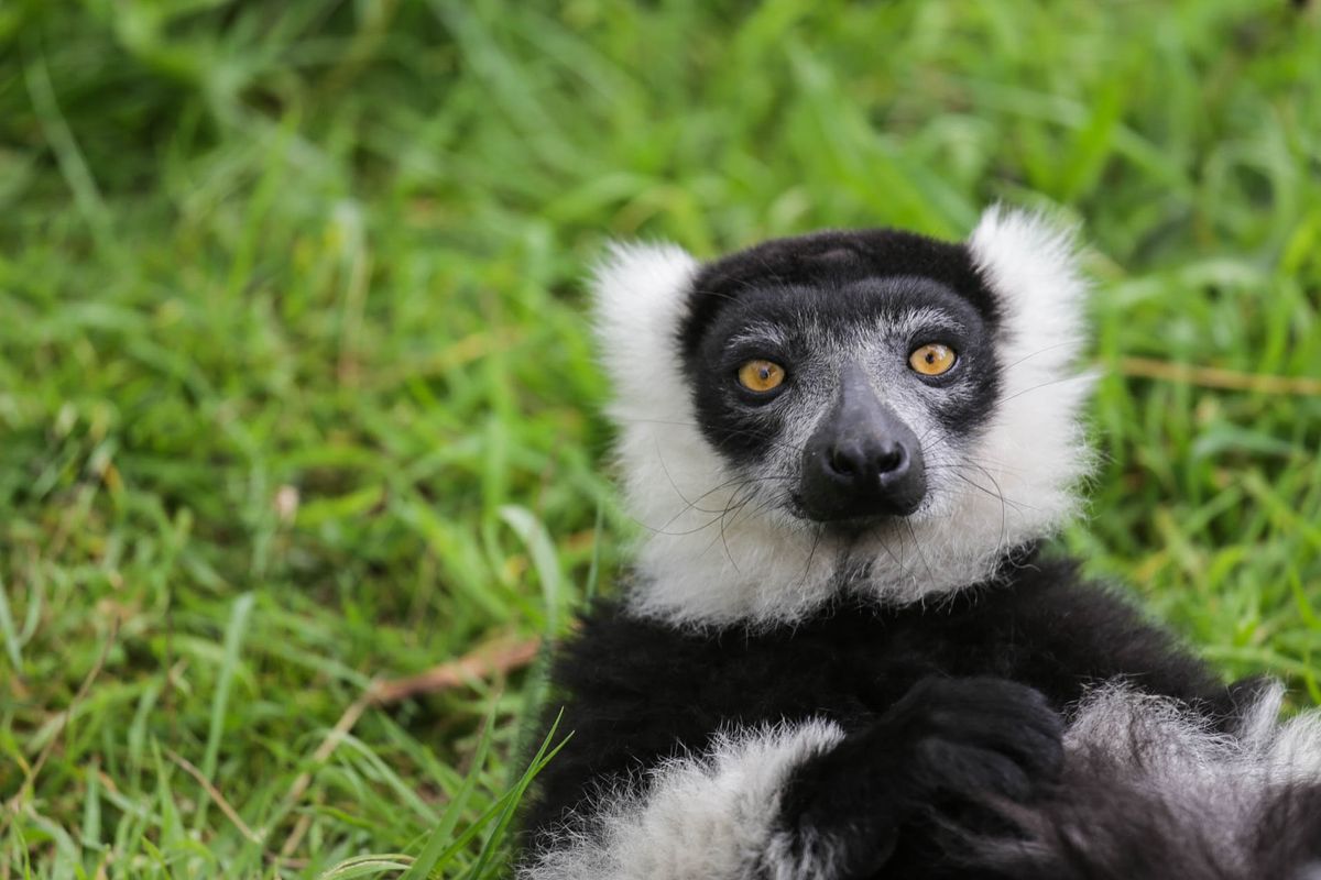 Animal Experiences - Bristol Zoo Project