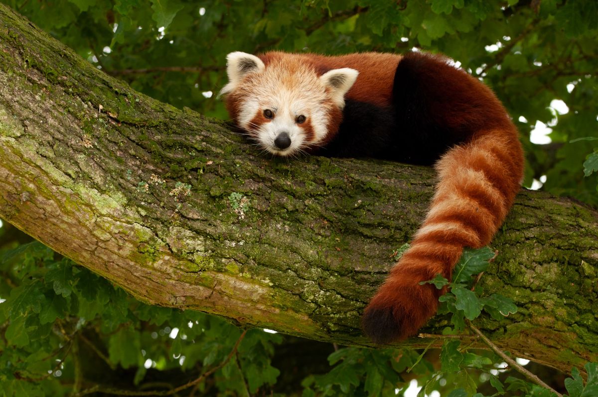 Animals - Bristol Zoo Project