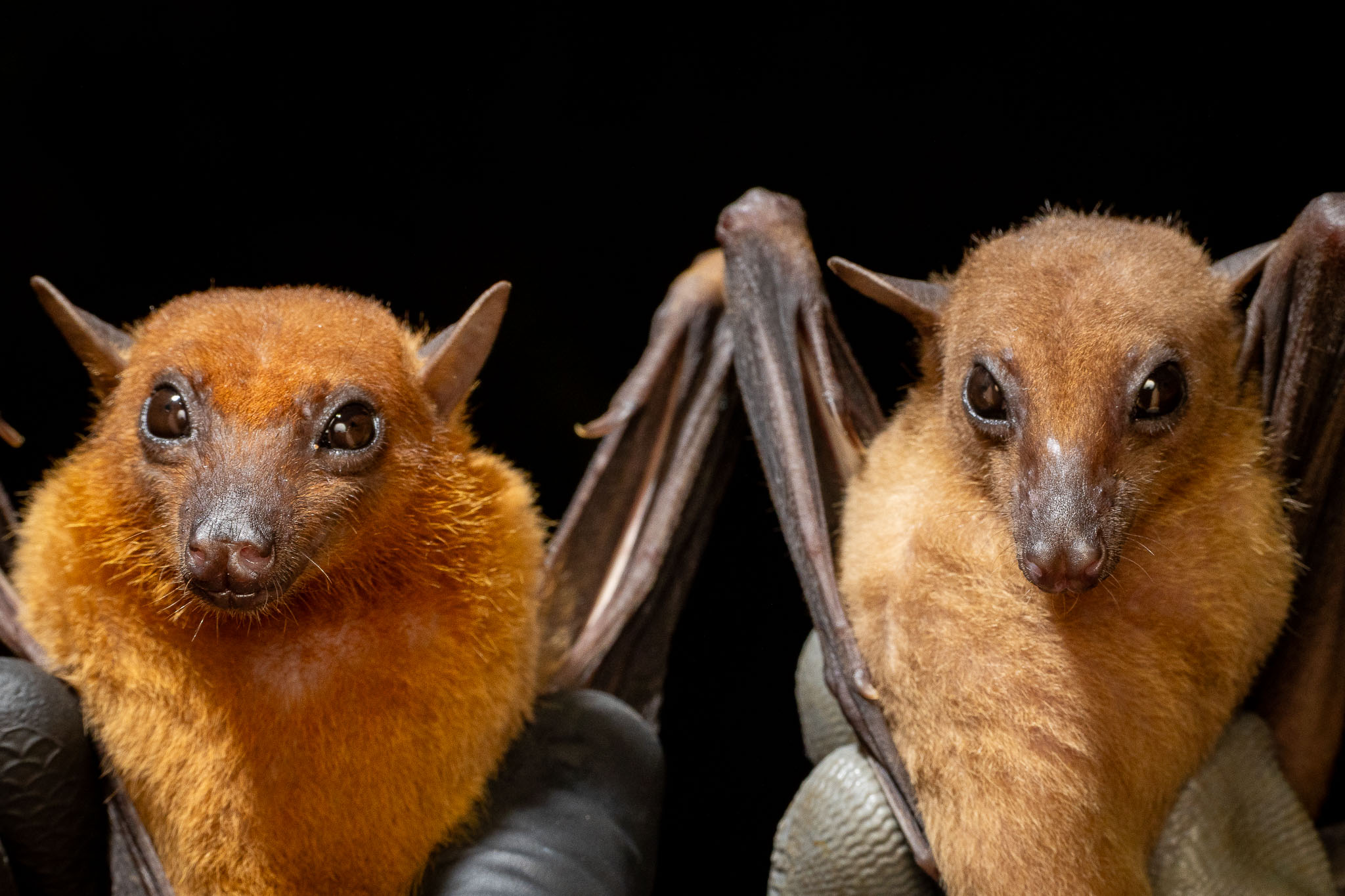 Bat surveys in Madagascar - Bristol Zoo Project