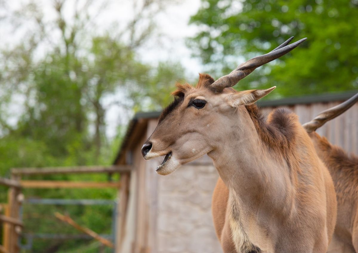 Animals - Bristol Zoo Project