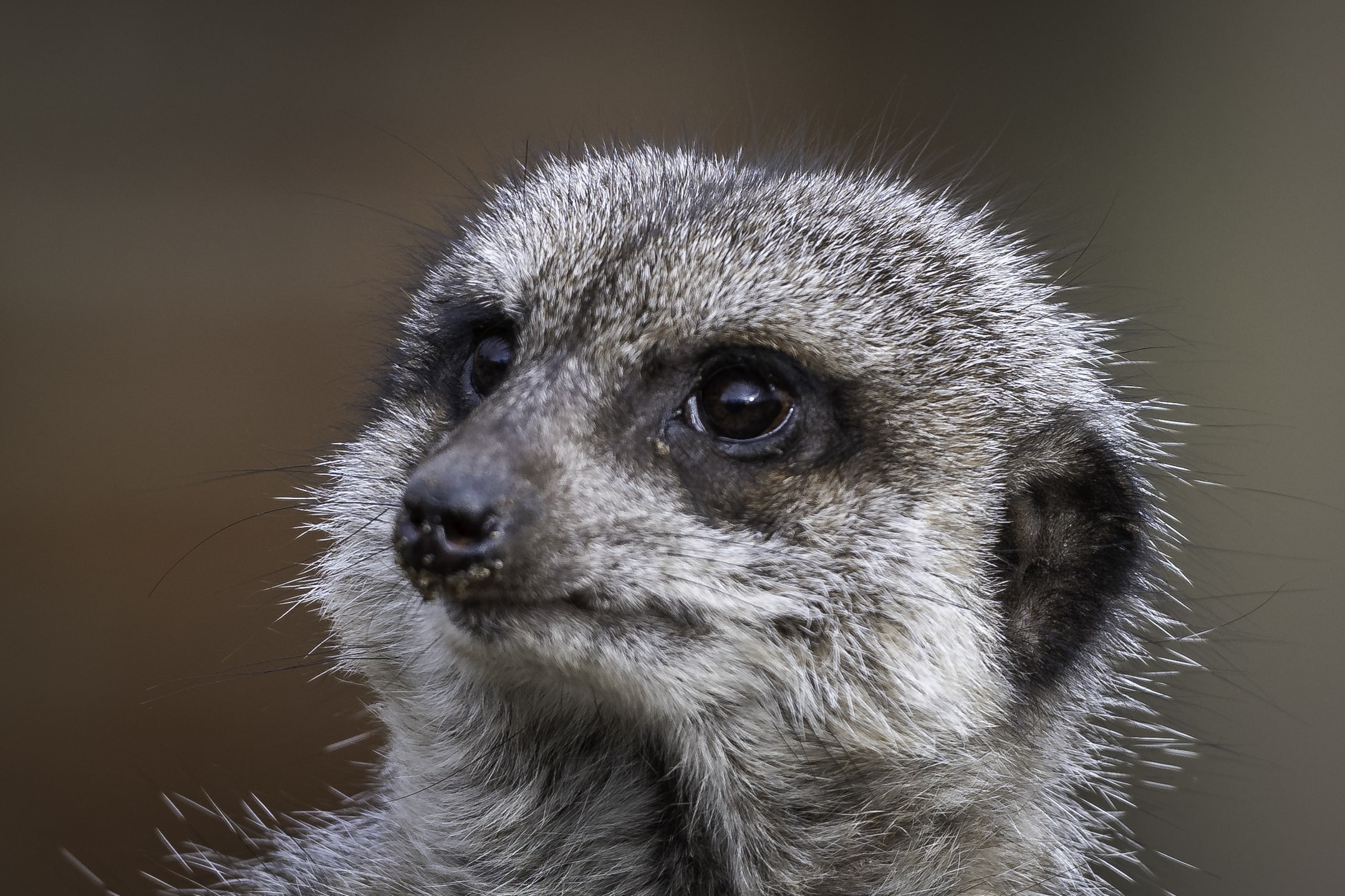 Adopt a Meerkat - Bristol Zoo Project