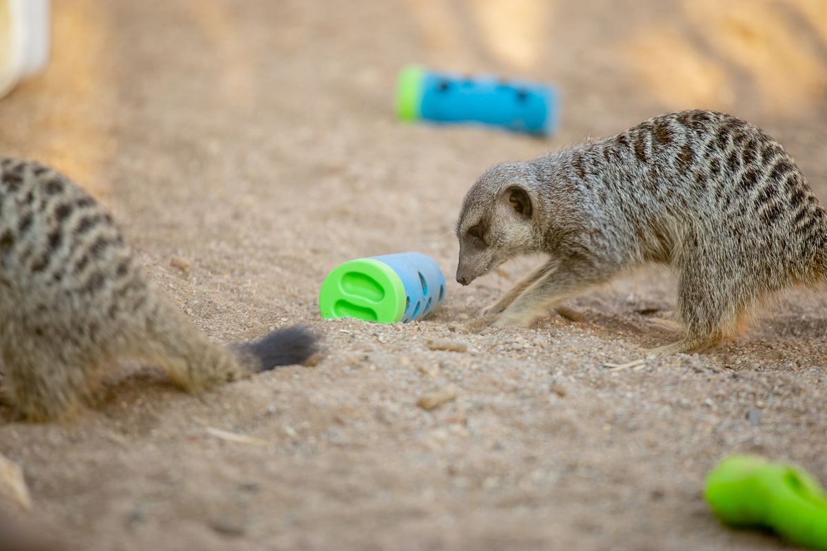 Animal Experiences - Bristol Zoo Project