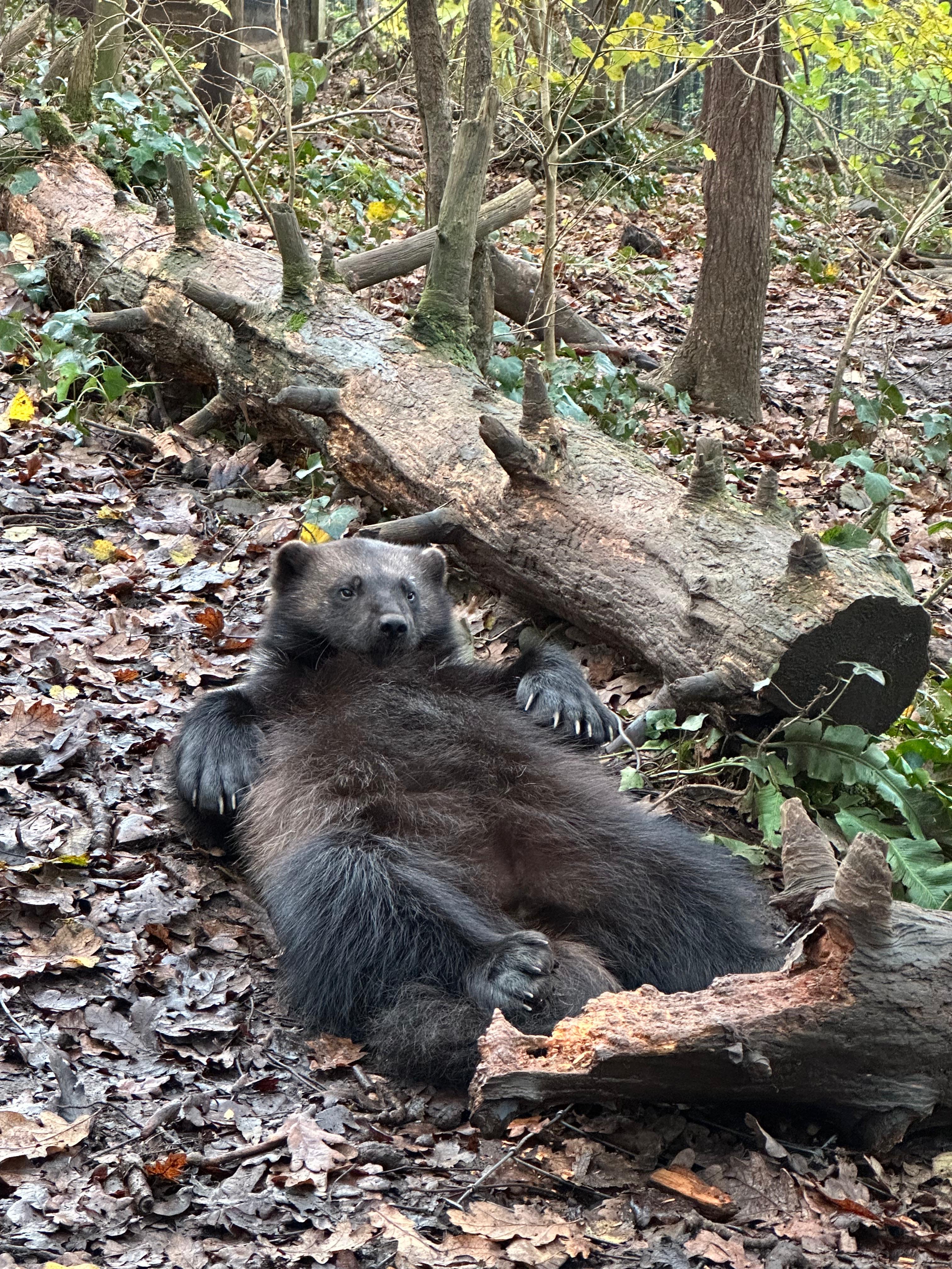 7 surprising facts about wolverines - Bristol Zoo Project
