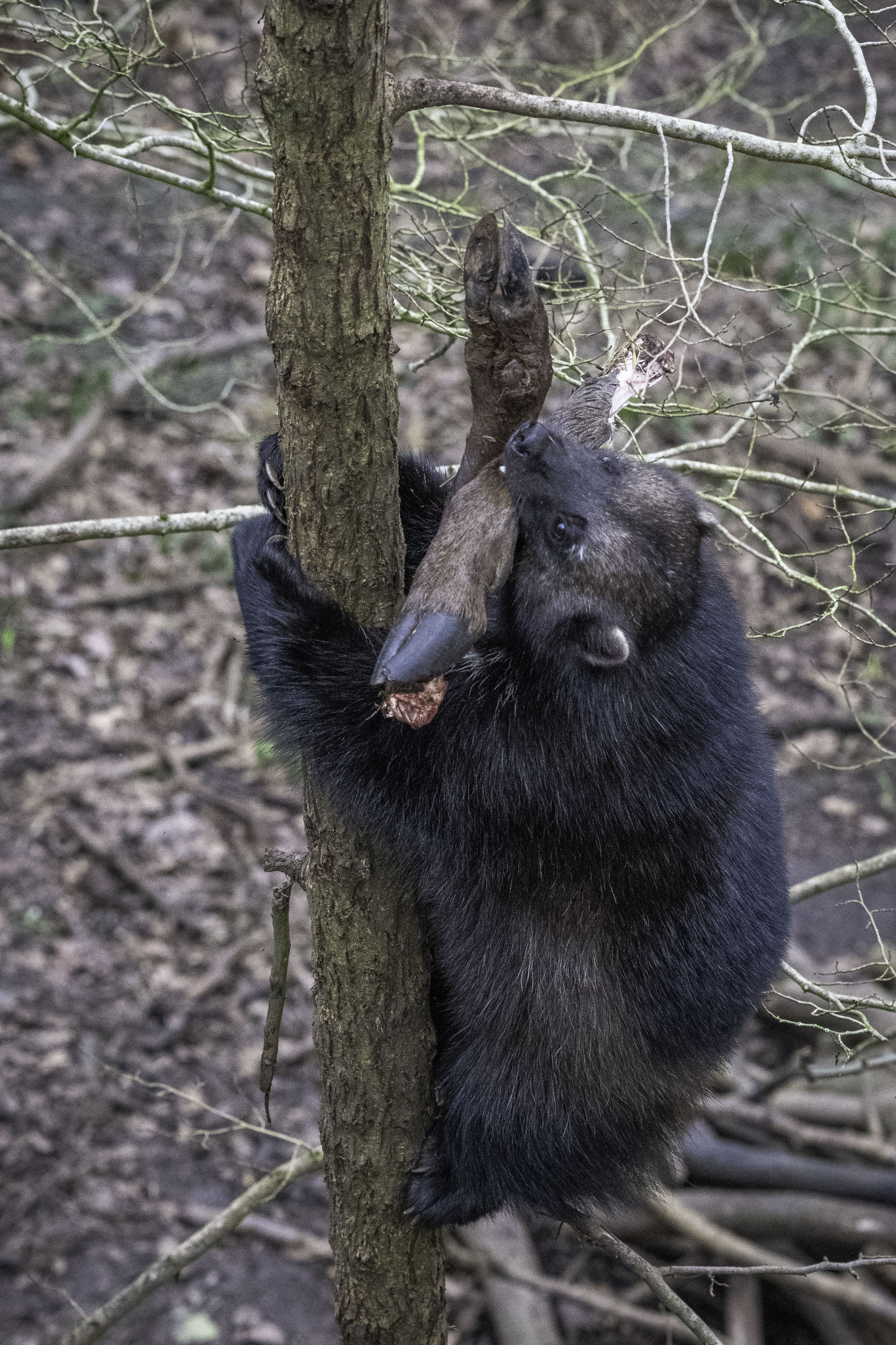7 surprising facts about wolverines - Bristol Zoo Project