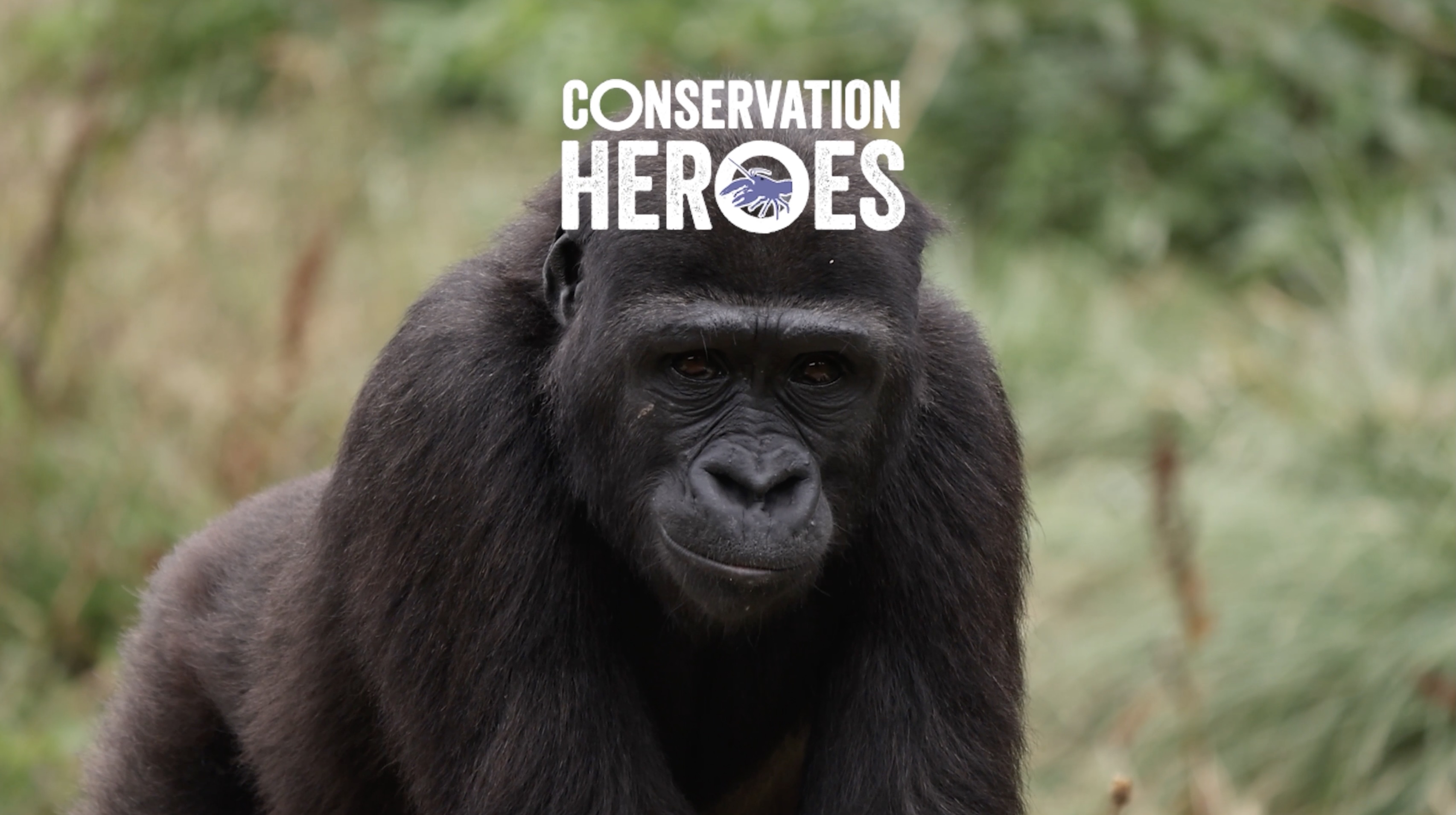 Conservation Heroes: Animal Welfare spotlight - Bristol Zoo Project