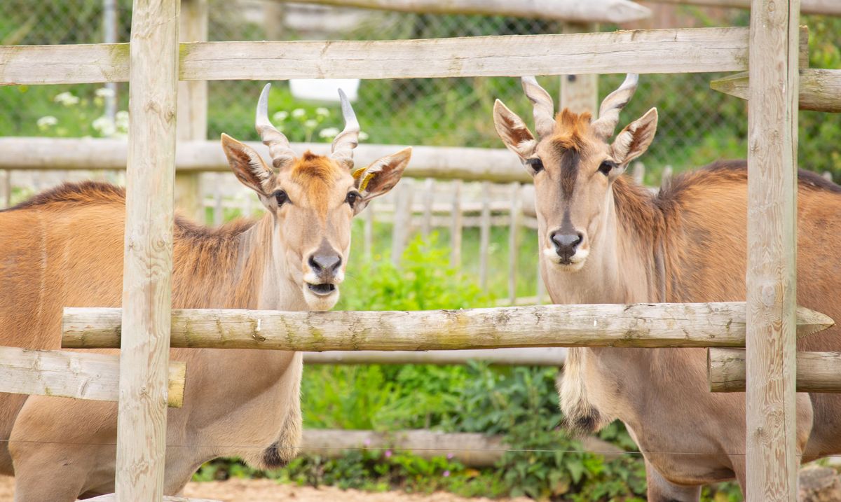 Animals - Bristol Zoo Project