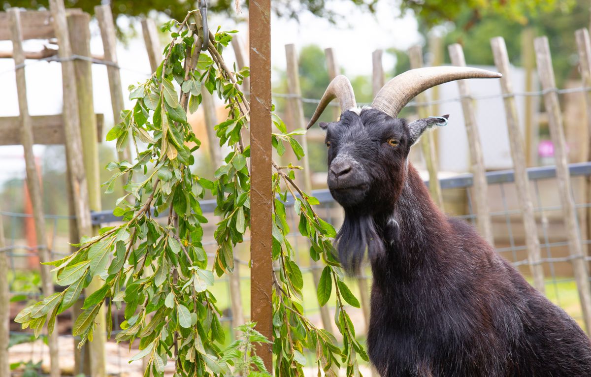 Our Animals | Discover | Bristol Zoo Project - Bristol Zoo Project