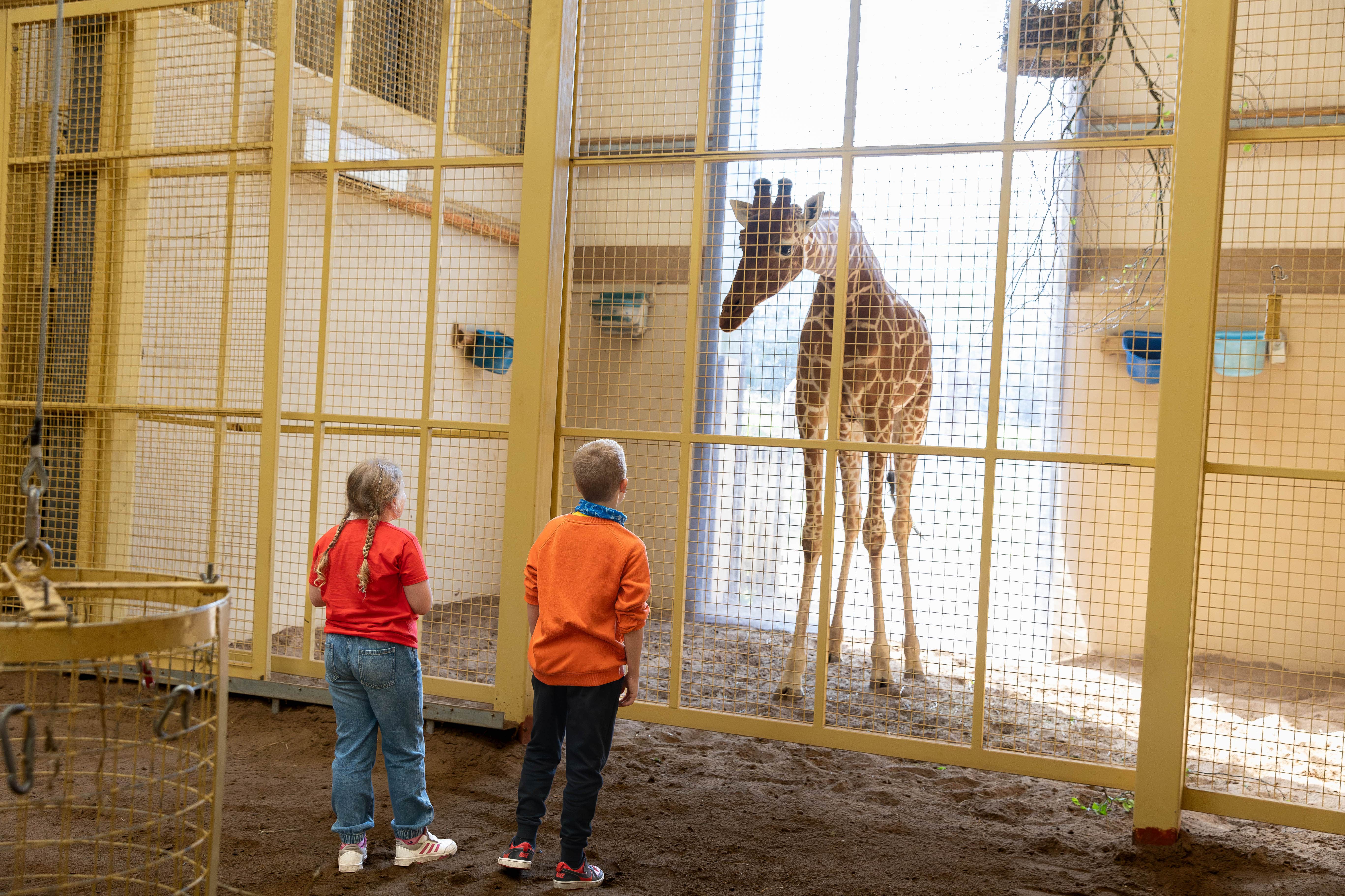 Giraffe Experience | Fantastic Animal Experience | Bristol Zoo Project ...
