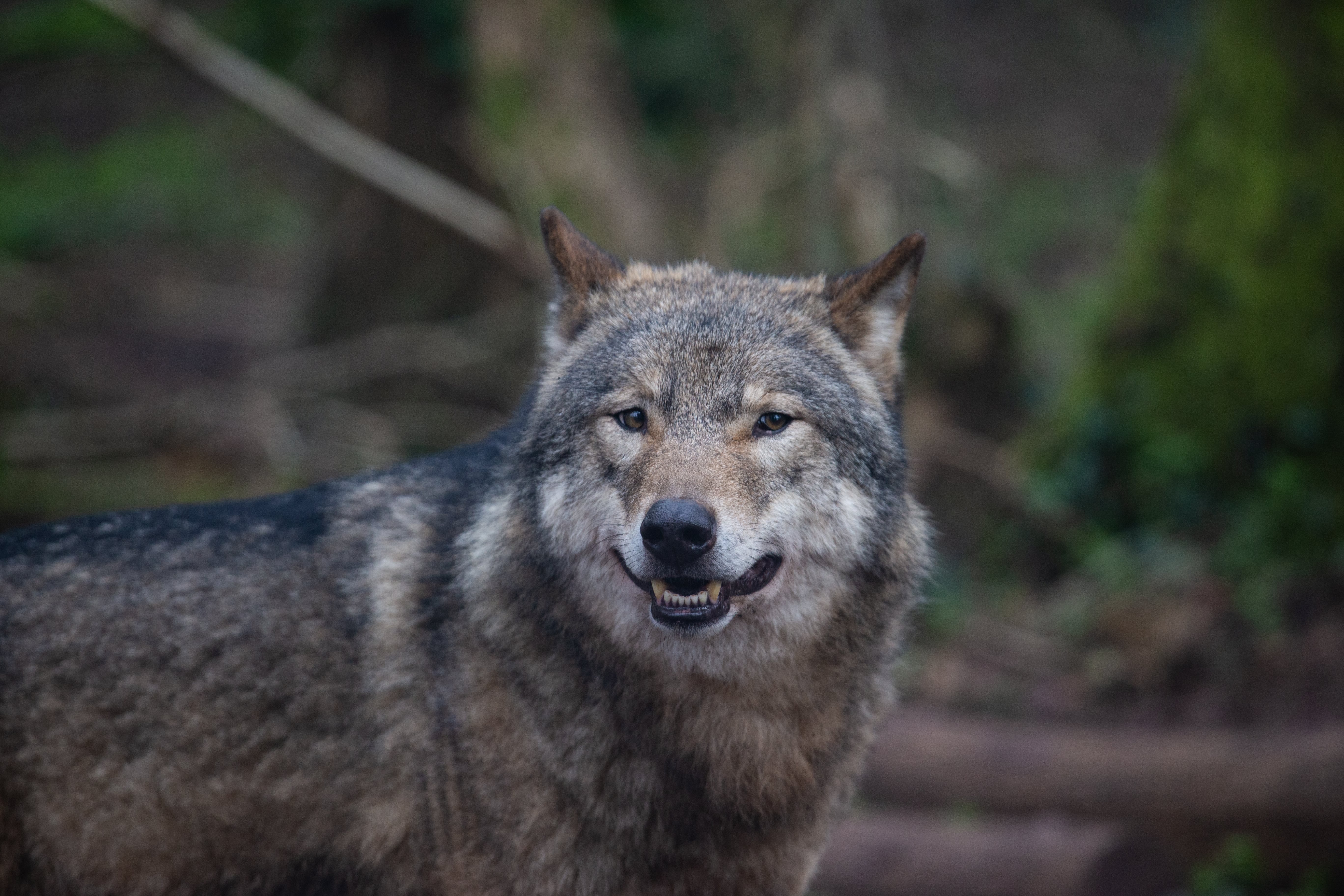 Wolves | Our Animals | Bristol Zoo Project - Bristol Zoo Project