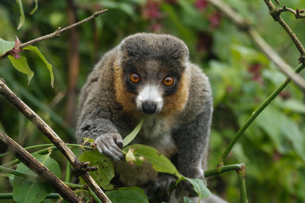 Animals - Bristol Zoo Project