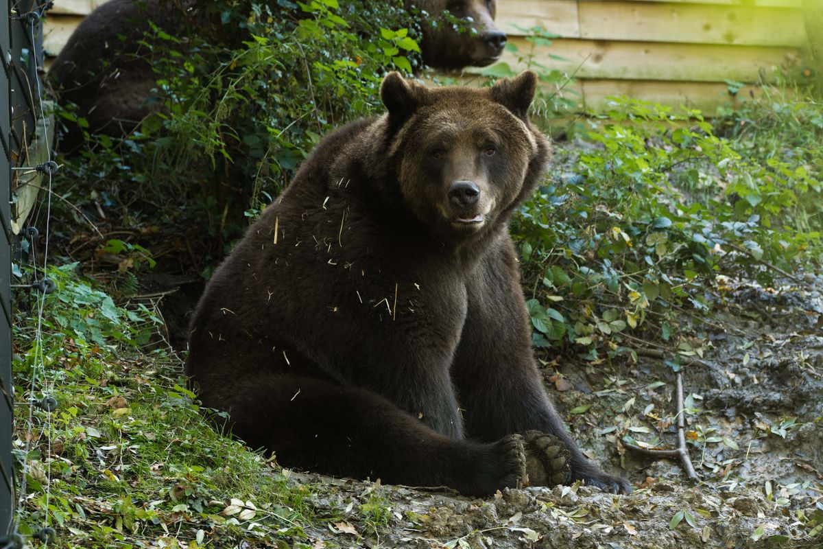 Animals - Bristol Zoo Project