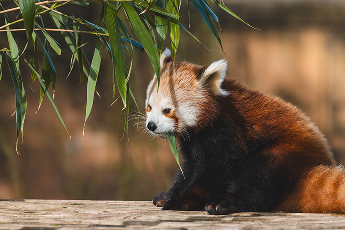 Our Animals | Discover | Bristol Zoo Project - Bristol Zoo Project