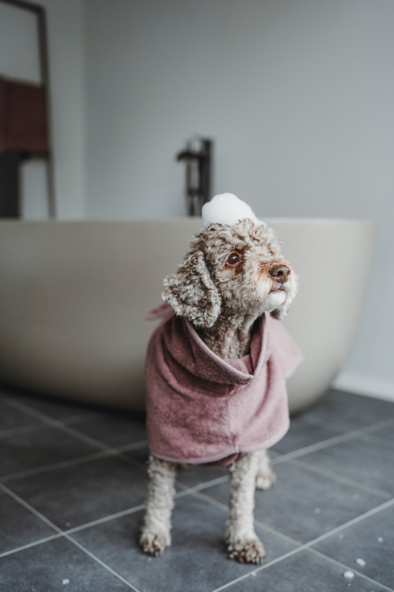 Everything for dogs | We love HUNTER