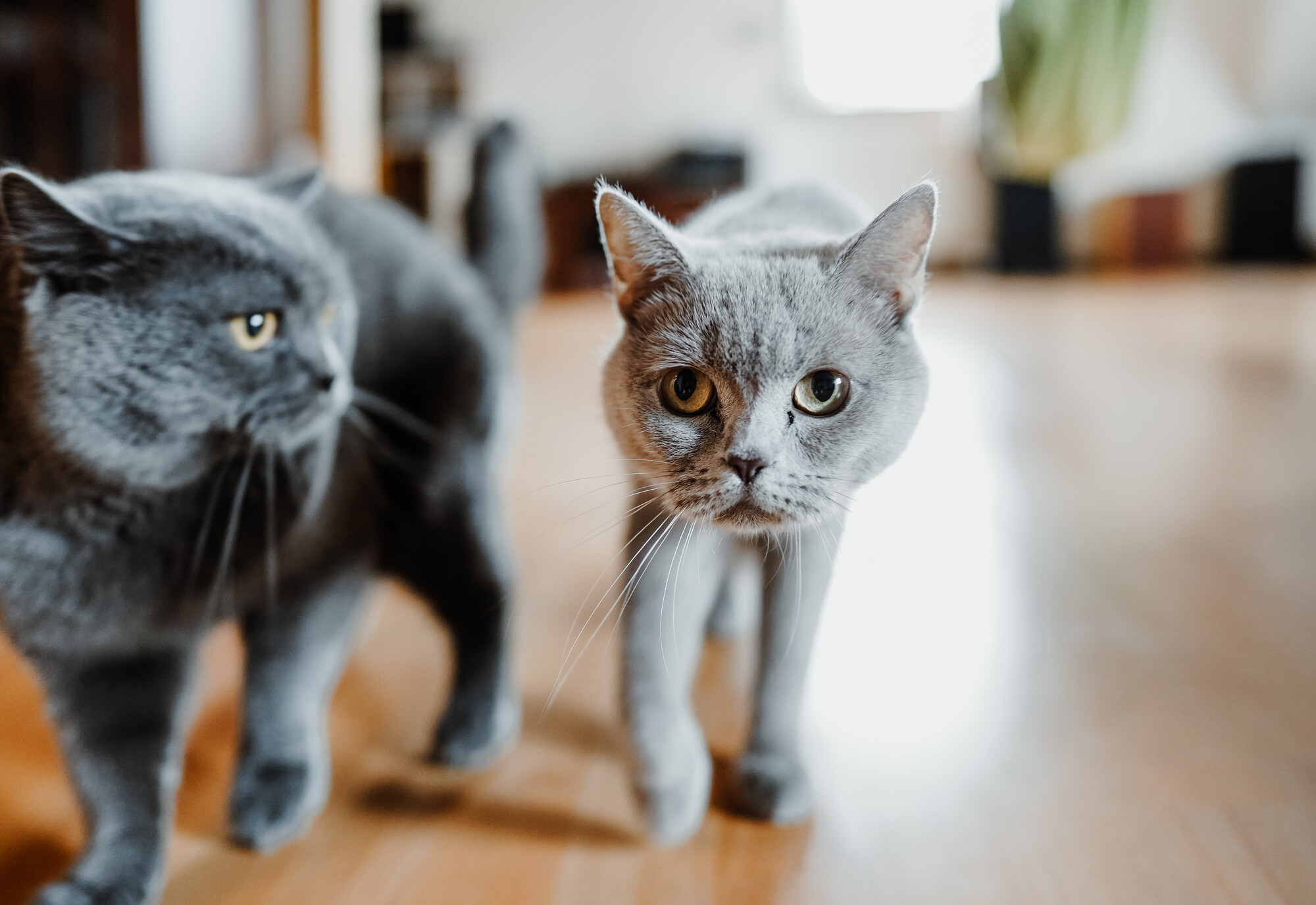 Design Kratzbäume und modernes Katzenzubehör | stylecats®