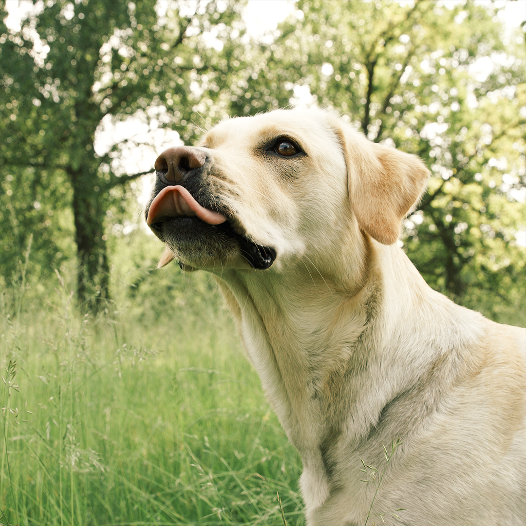 Petgood - Insektsbaserade produkter för hundar och katter
