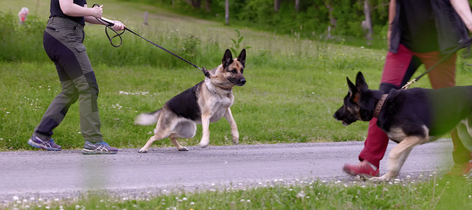 Impulse Control Dogs