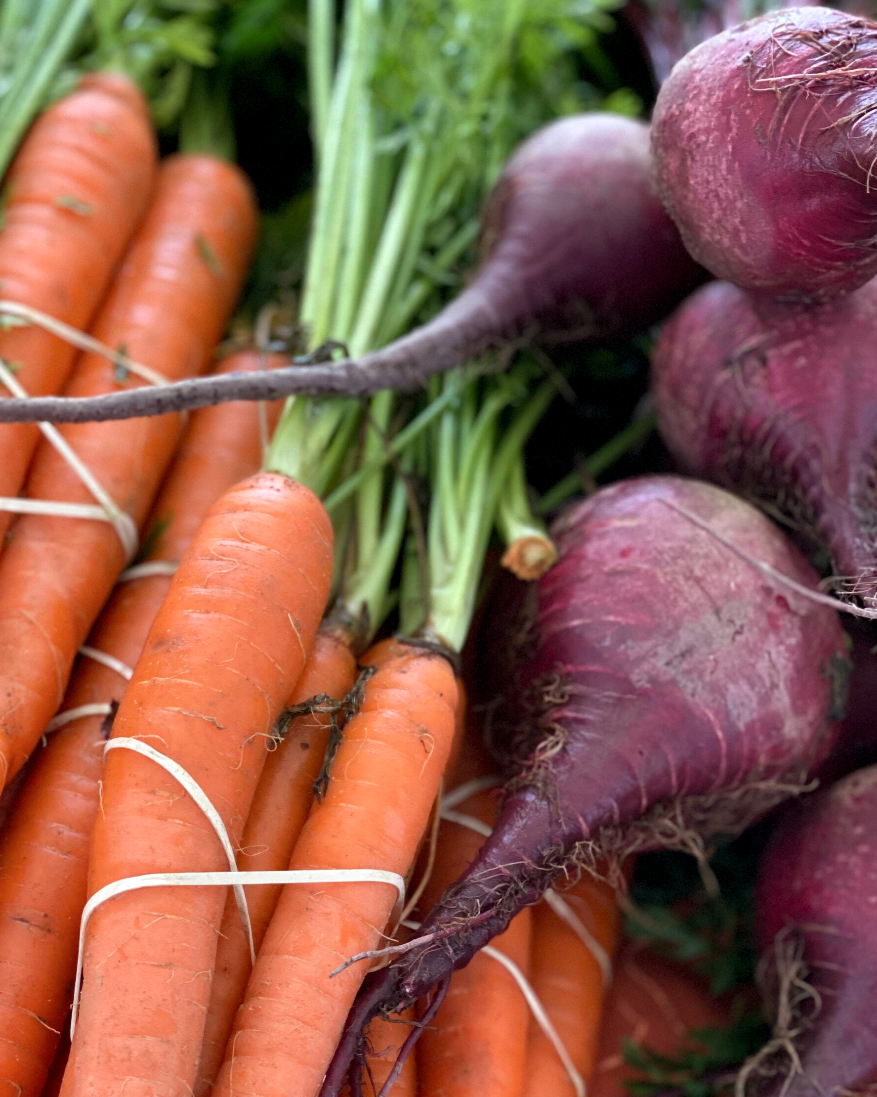 Hundmat valp - insektsbaserad