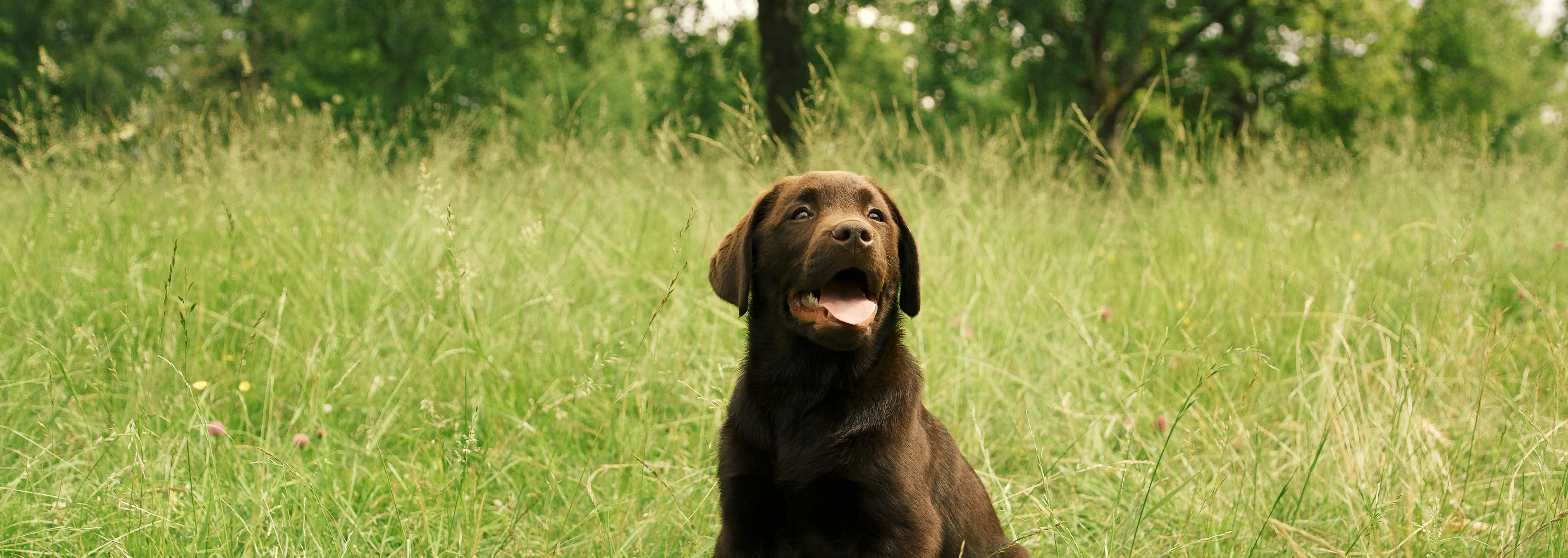 The first dog - which dog breed is best? - Petgood