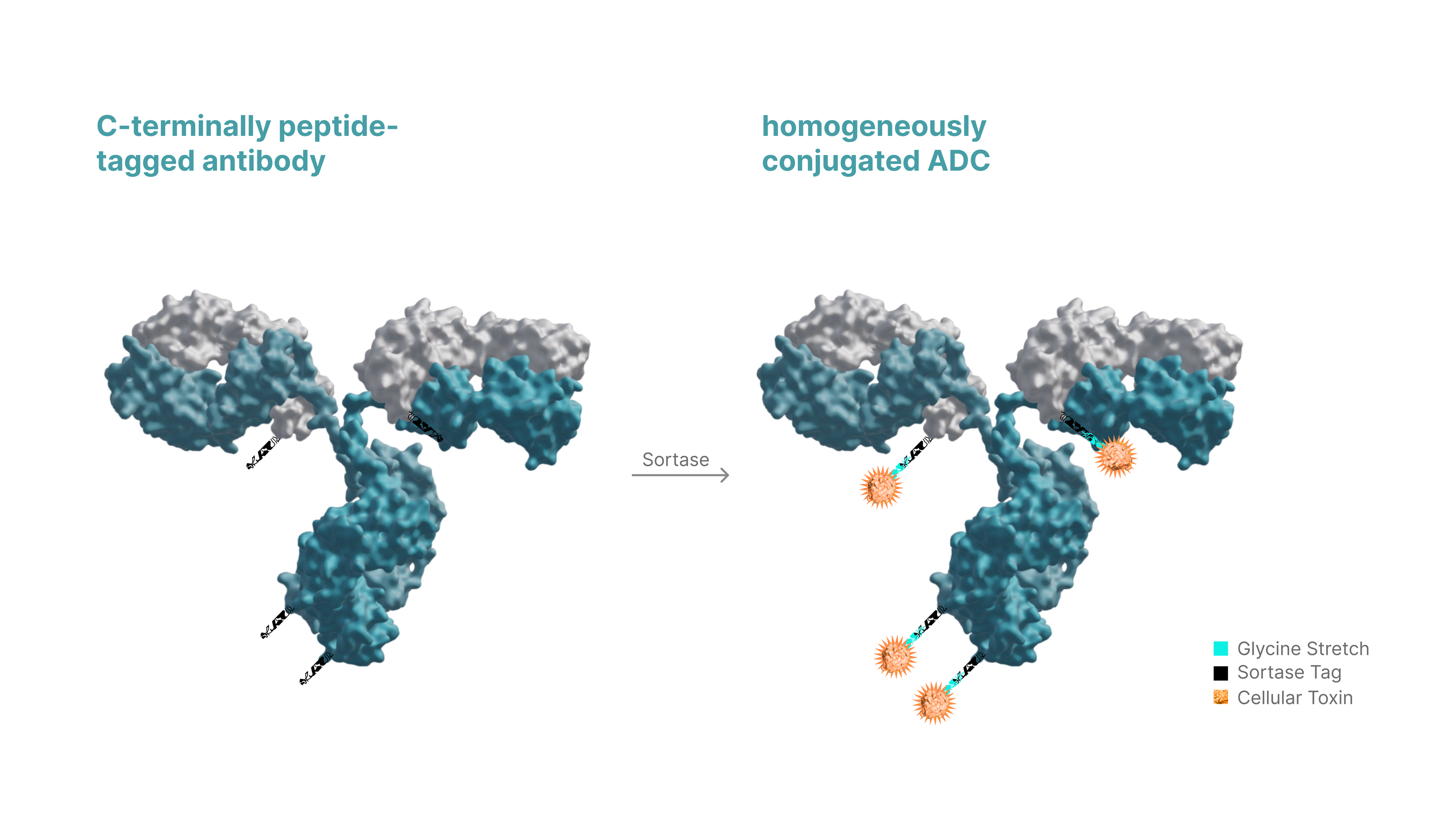 Conjugation - NBE Therapeutics
