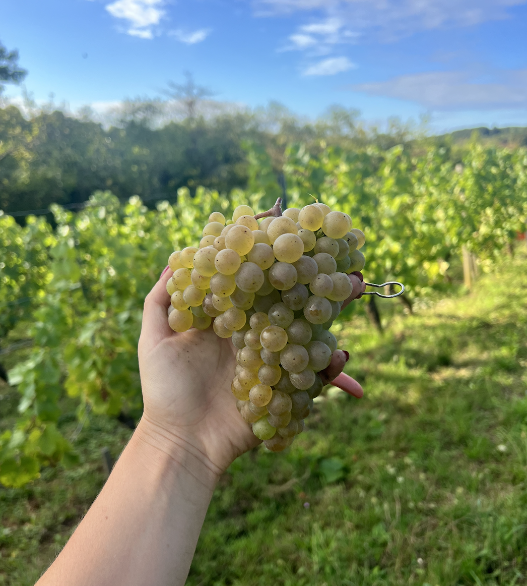 Burgundy Harvest Report 2025
