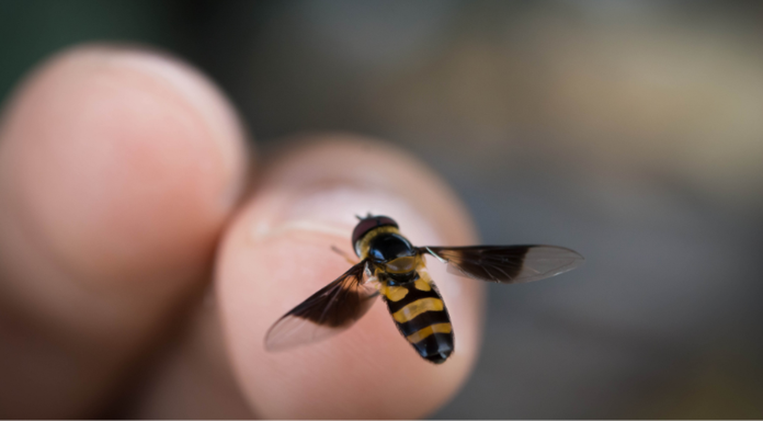 Wespenstich Finger geschwollen – was solltest Du tun?