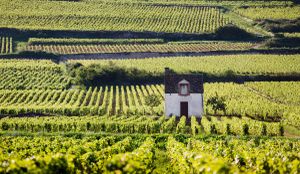 Vini, vigne e visioni: la Borgogna del vino - Treccani