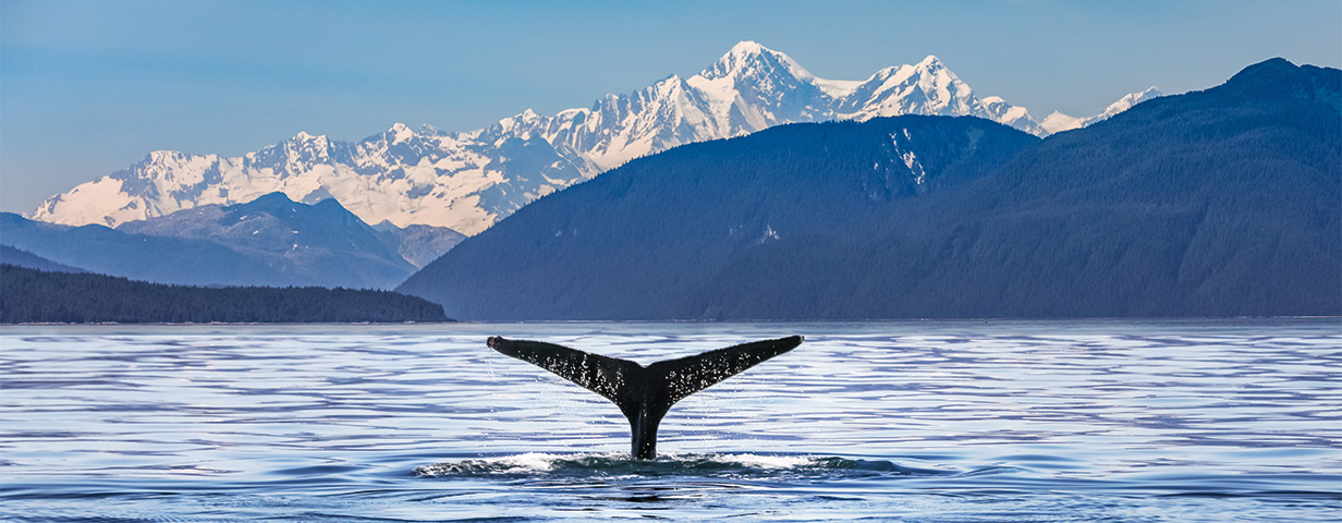 Alaska Holidays & Cruises 2025/26 | Saga Holidays