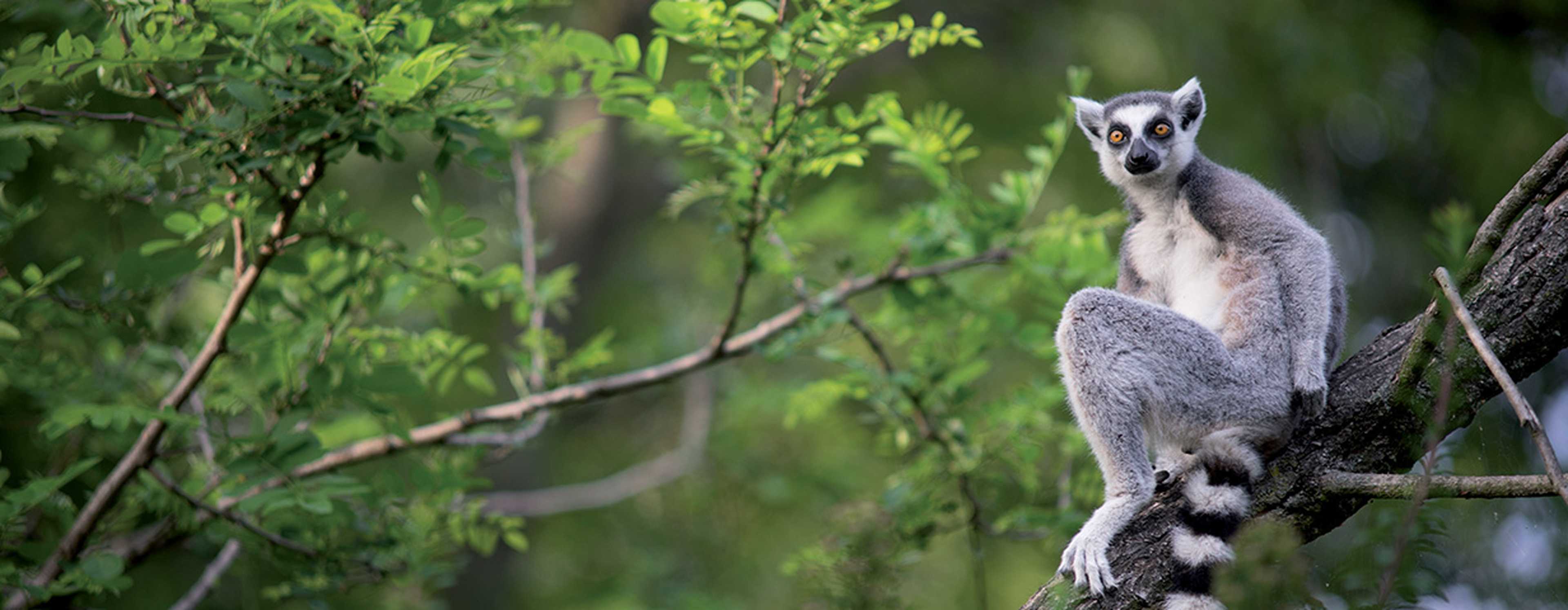 10 exciting things to do in Madagascar