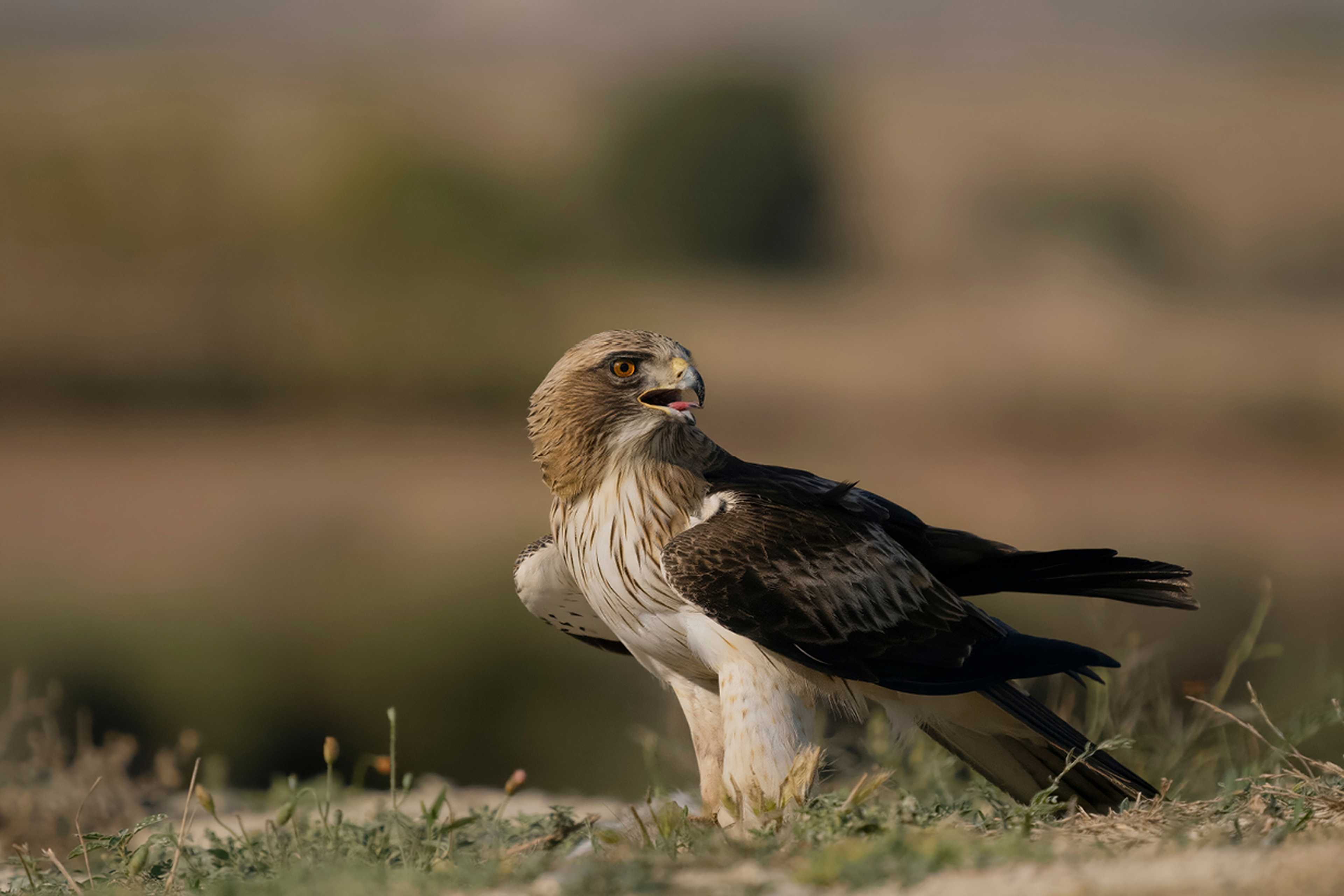 Birdwatching on the Costa del Sol | Saga Holidays