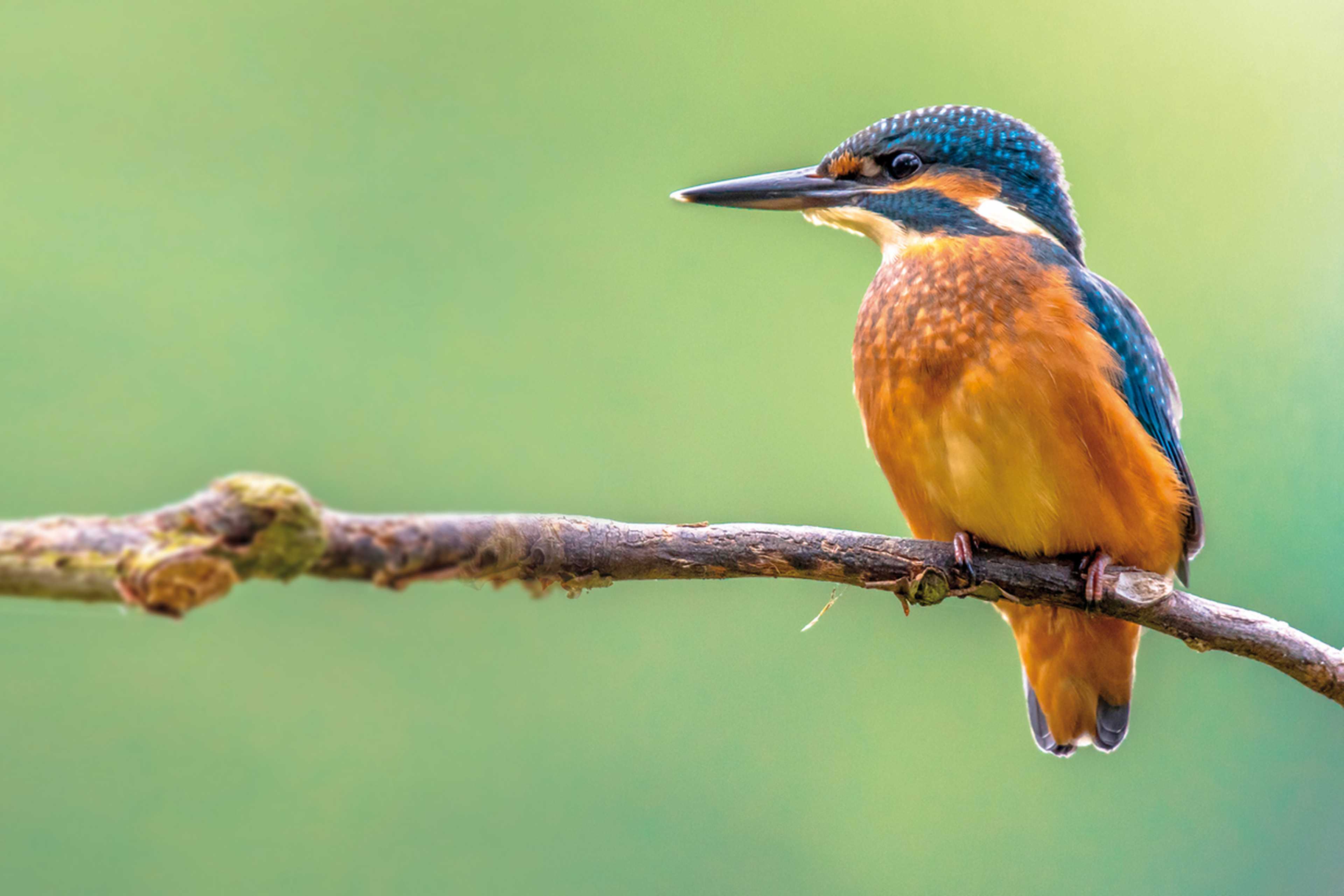 Birdwatching Holidays 2025/2026 | Saga Holidays