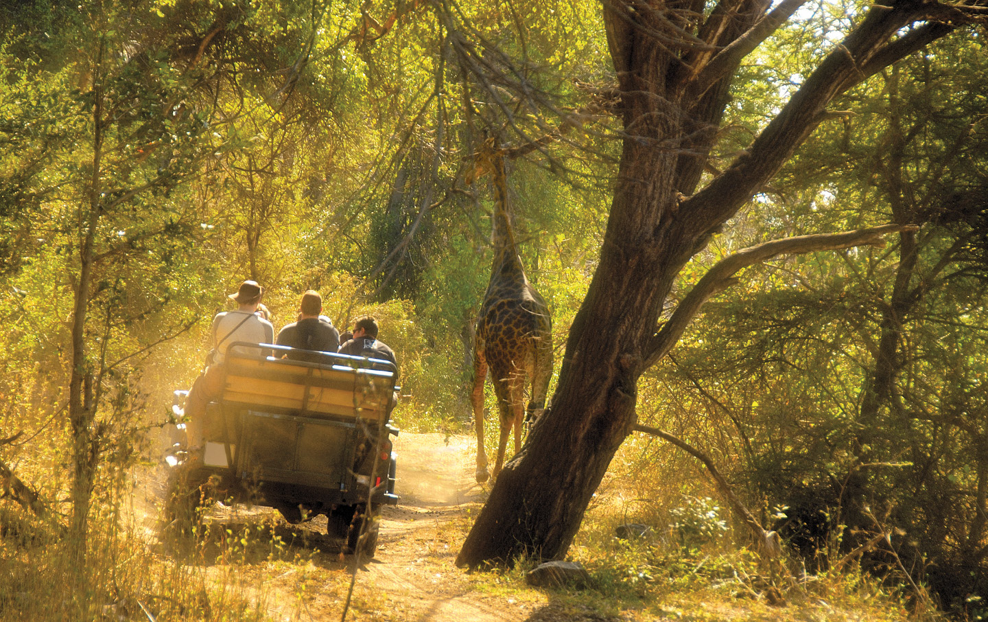 Kruger National Park guide: animals you can see & when to go