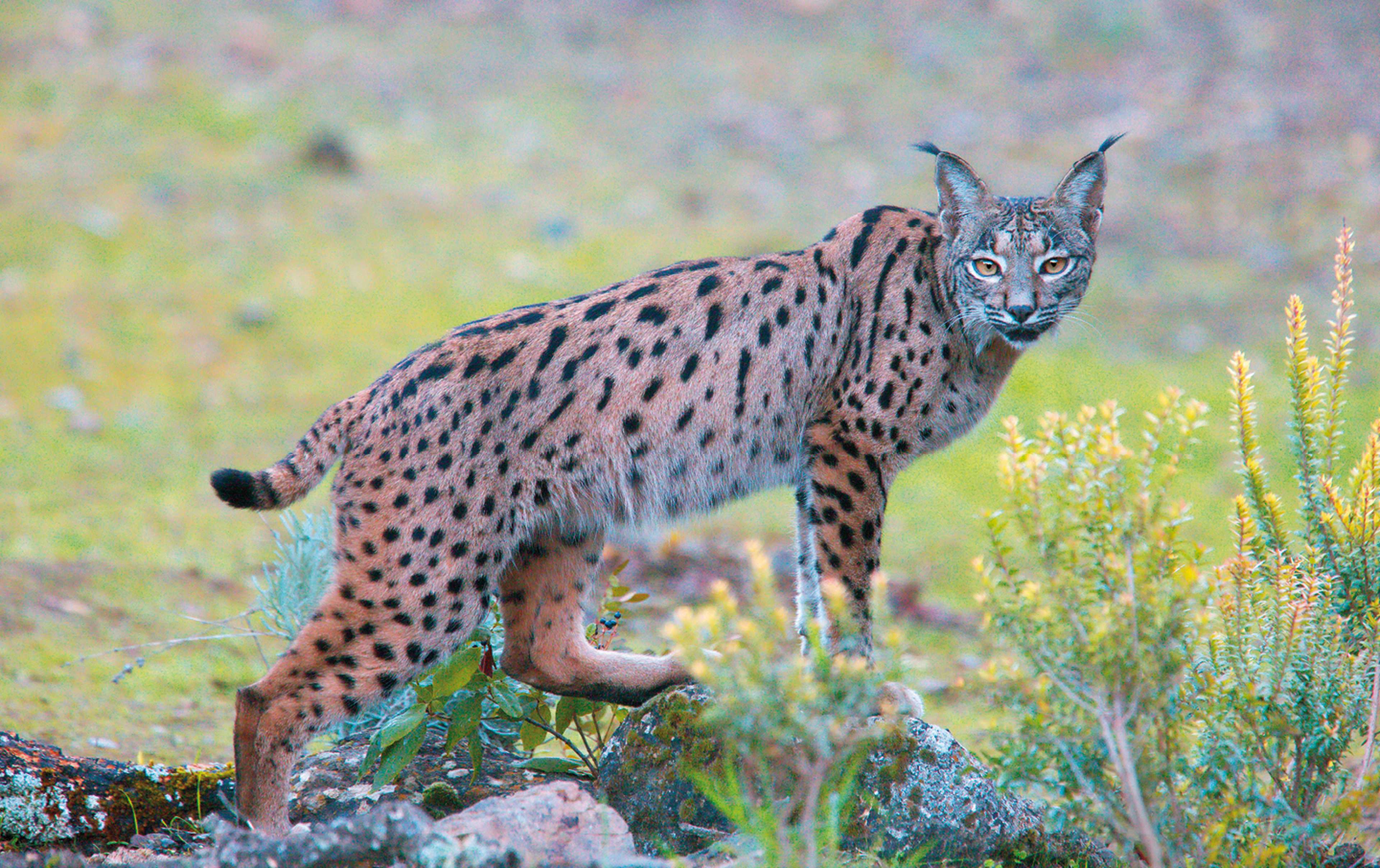 Croatia wildlife guide: what animals and where to see