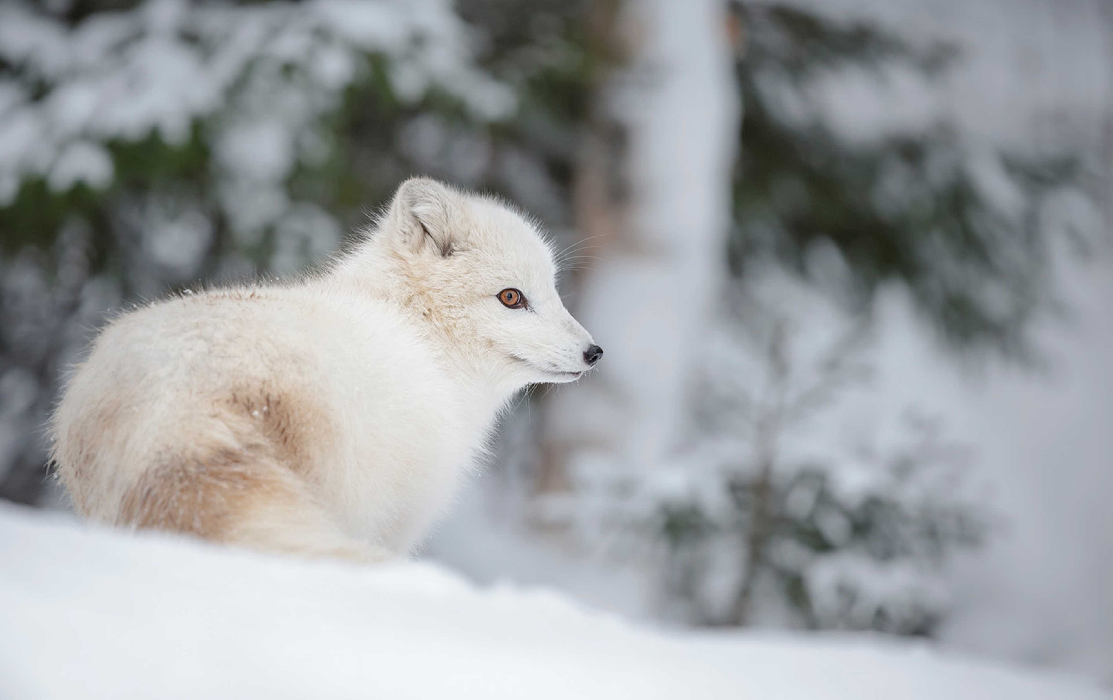 Where to see wildlife in Canada