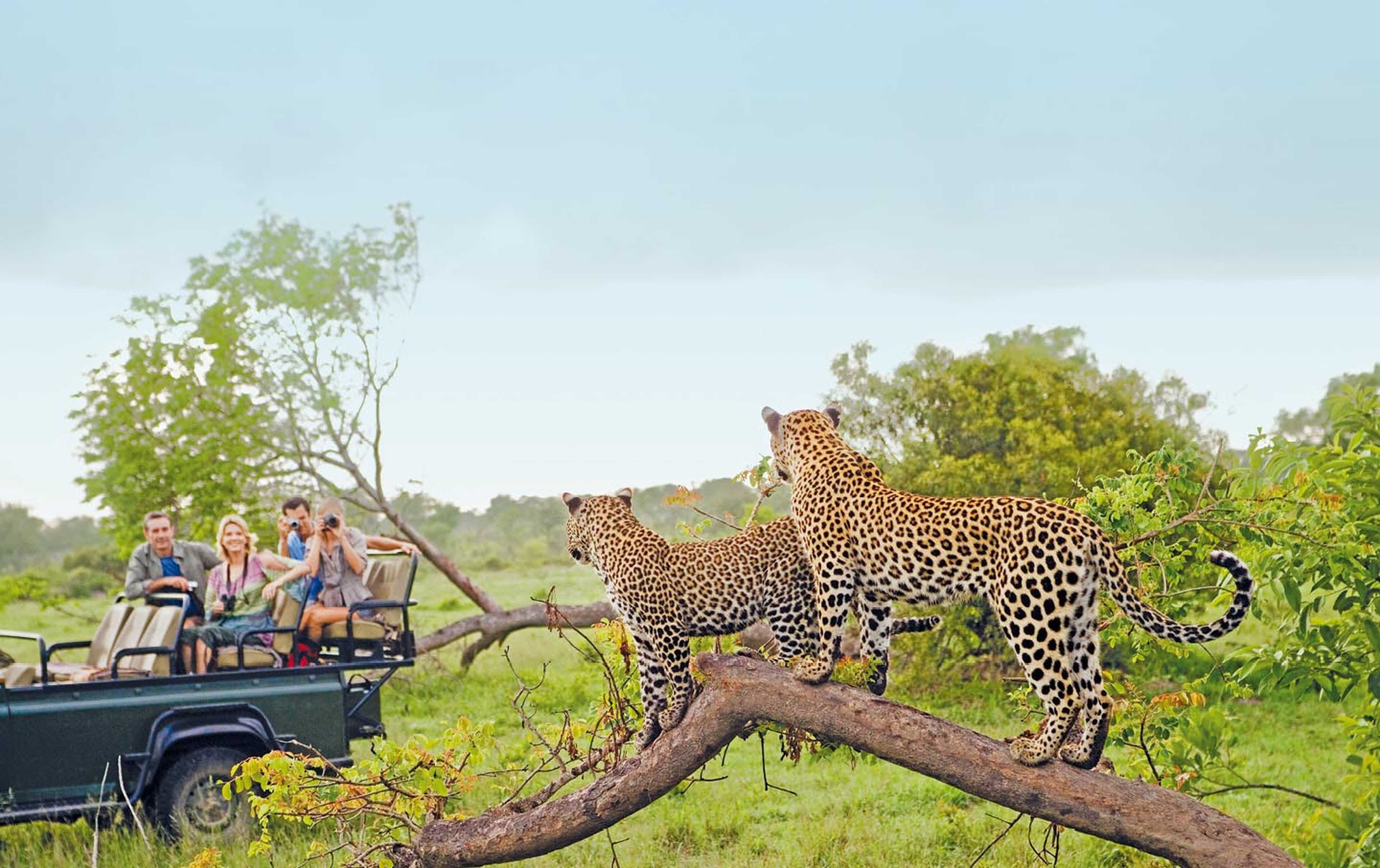 Kruger National Park guide: animals you can see & when to go