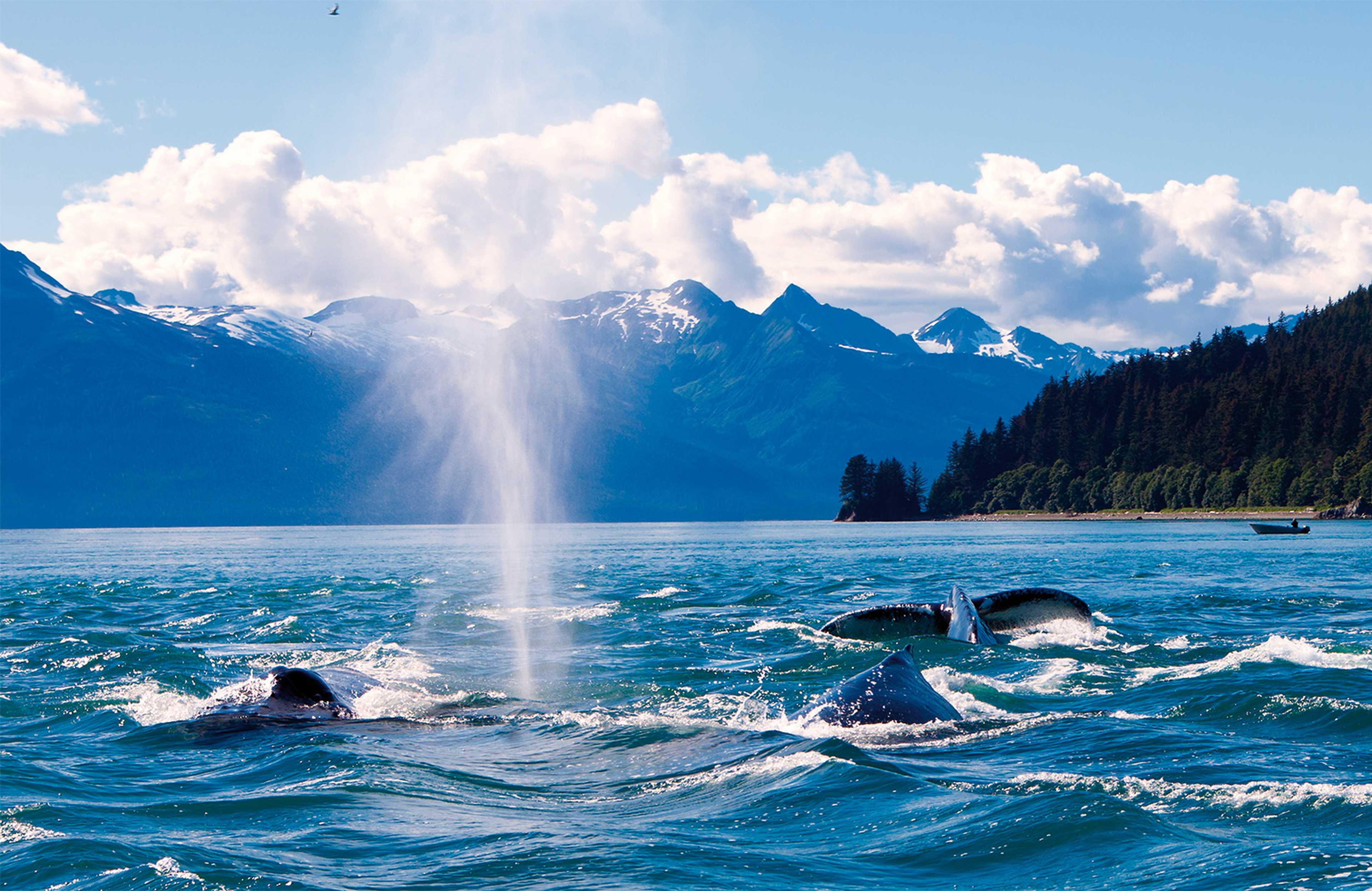 Alaska Holidays - Alaska Cruise & Rocky Mountaineer - Saga