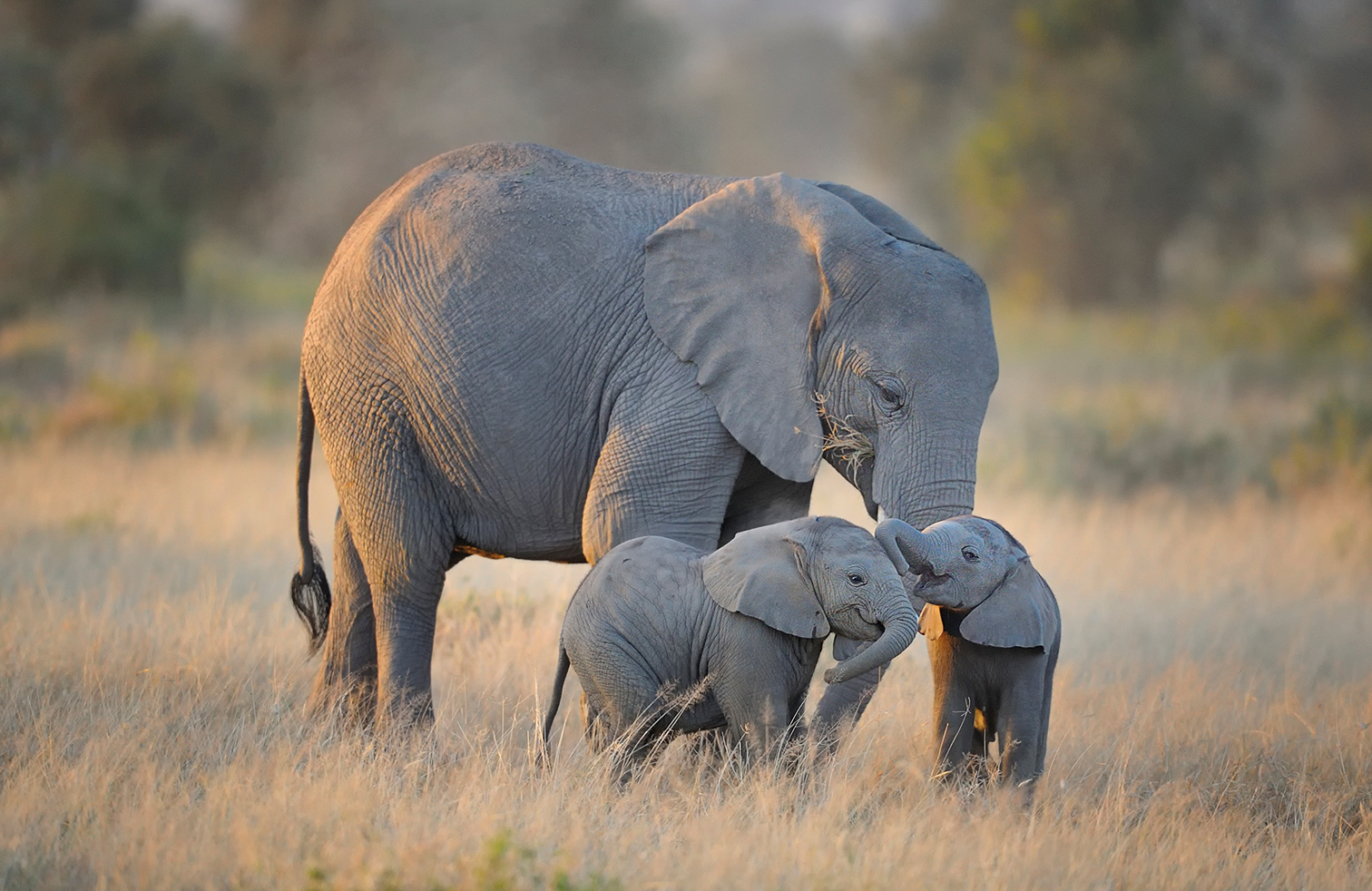Kenya Safari Guide: Planning Your Safari