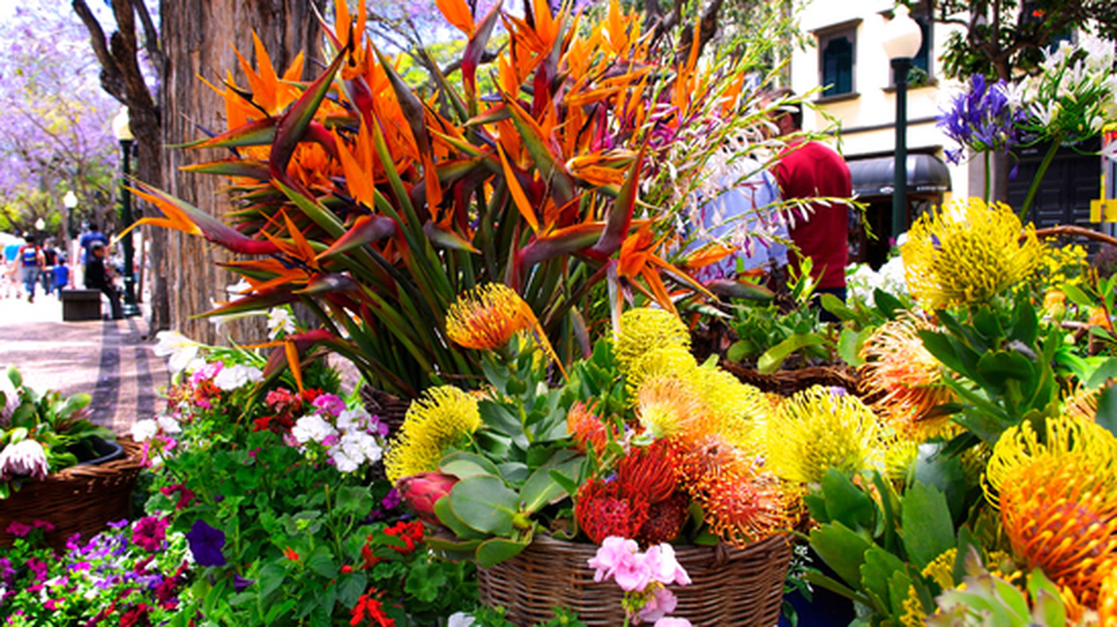 13 of the best festivals and events in Madeira