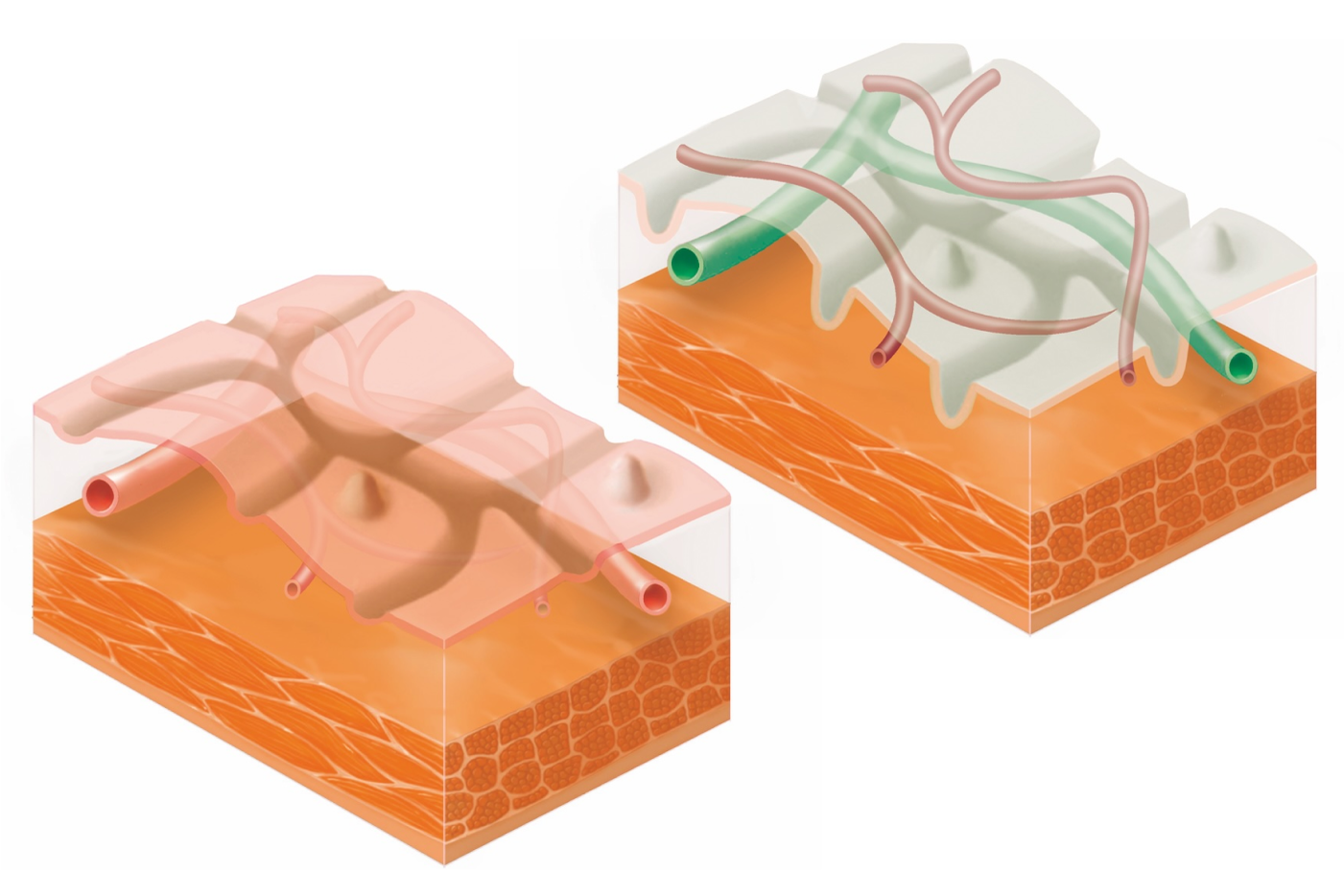 Video Processor INSPIRA: Multi connectable PENTAX Medical