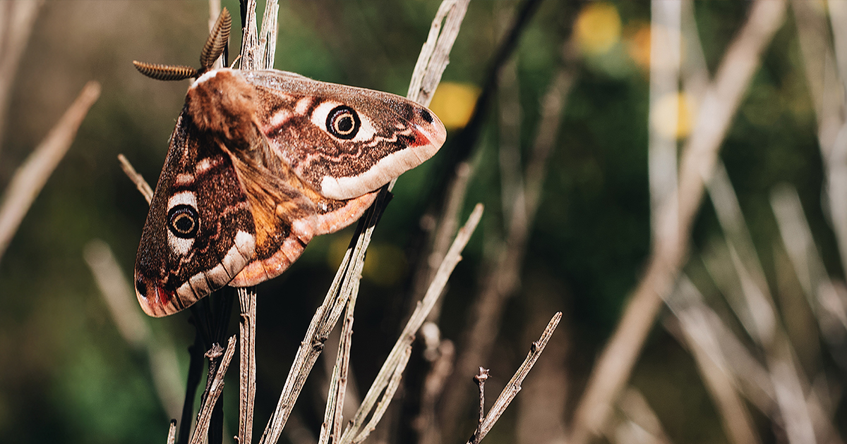 Insect-friendly outdoor lighting: how to do it right
