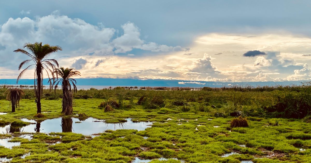 Taking climate action with the EF Forest Initiative and WeForest