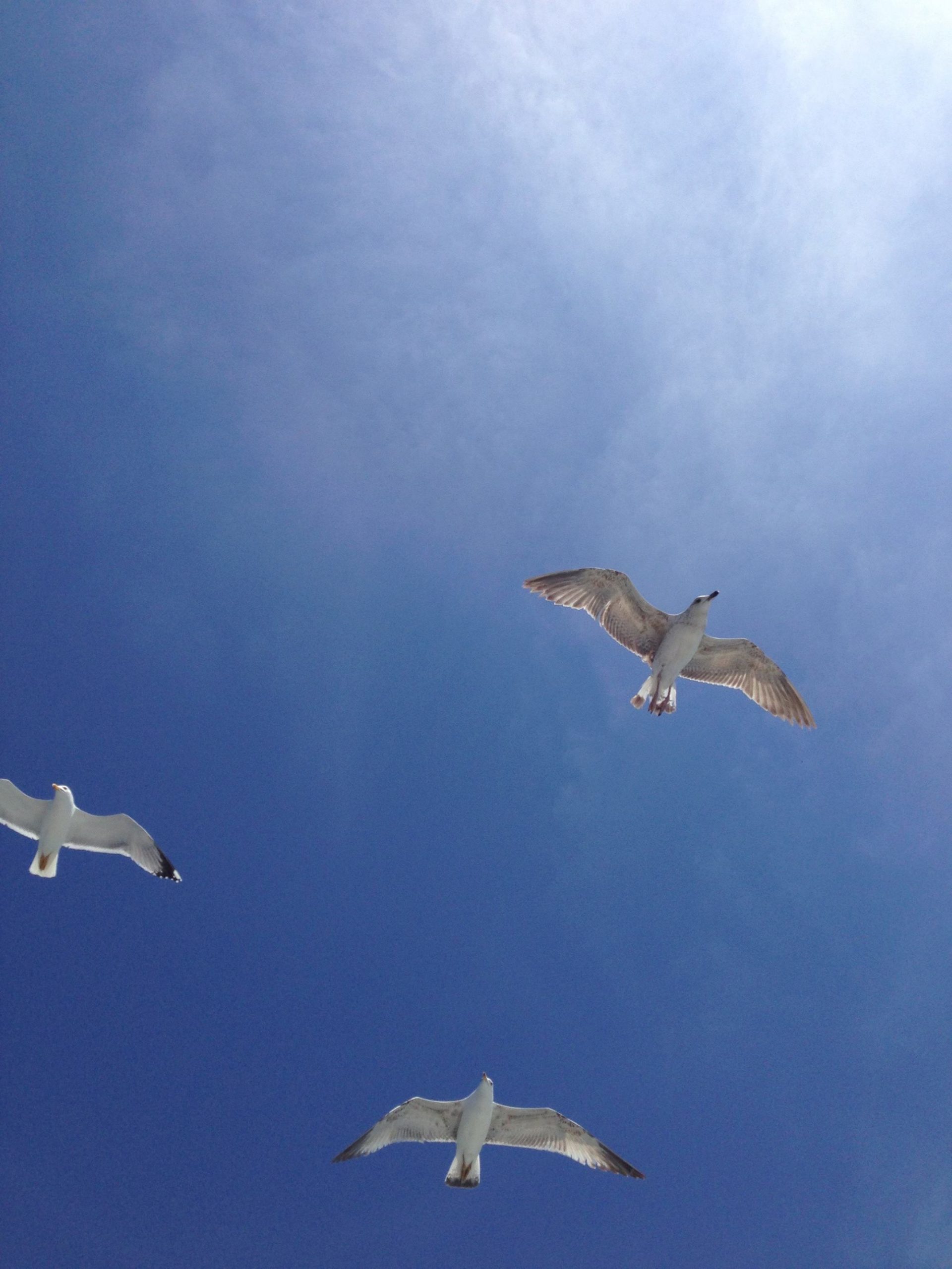 Mobile Pictures - 3 Tips For Taking Better Pictures With Your Mobile ...